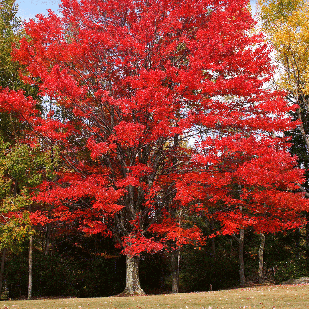 4 Large Canopy Trees - Enjoy Shade and Color for Years to Come 🌱 Snow ...