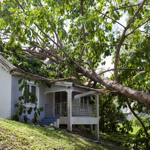 The Essentials of Structural Pruning for Healthy Trees 🌱 Snow Creek ...