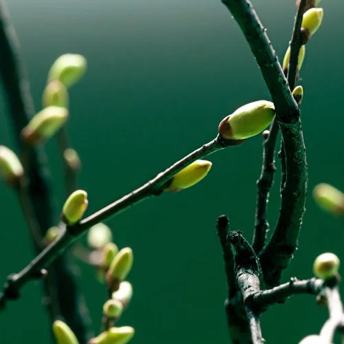 The Essentials of Structural Pruning for Healthy Trees 🌱 Snow Creek ...