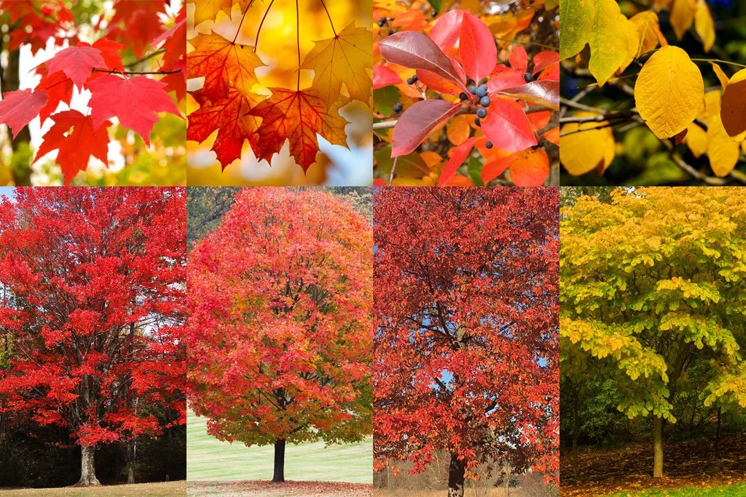 4 Large Canopy Trees - Enjoy Shade and Color for Years to Come 🌱 Snow ...