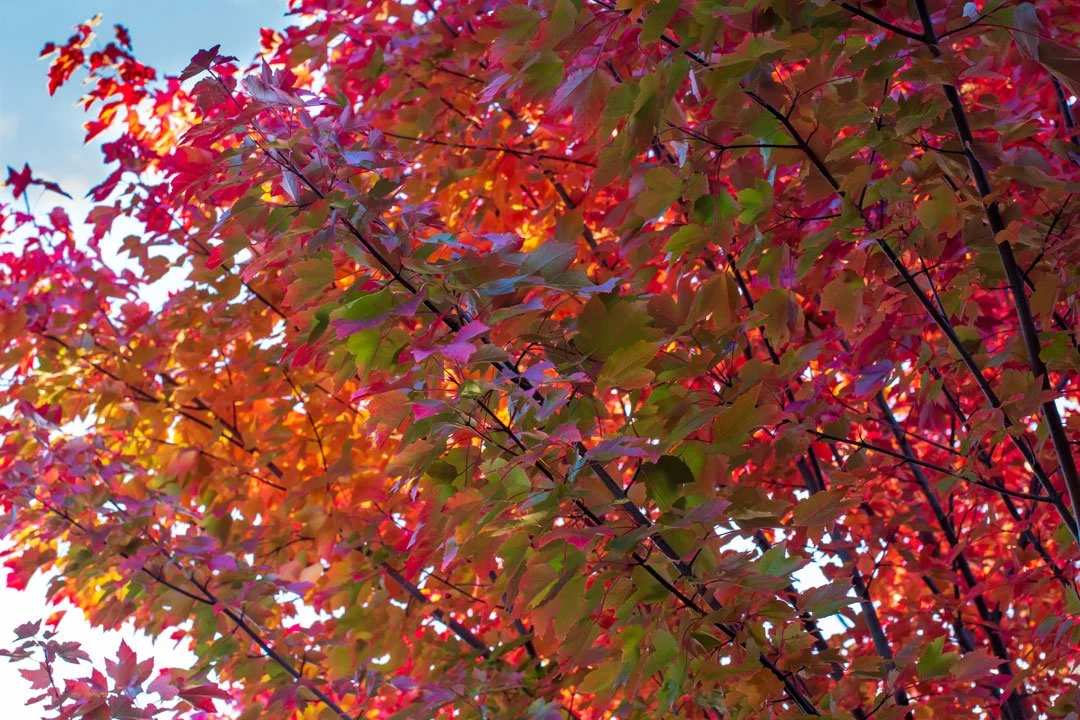 Discover the Beauty of October Glory Maple in Asheville 🌱 Snow Creek ...