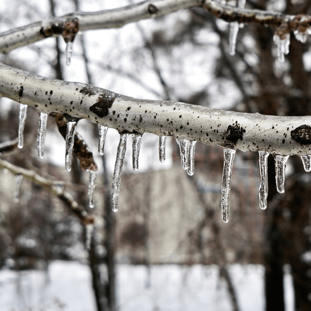 Rethinking Your Landscape: A Post-Storm Planning Guide 🌱 Snow Creek ...