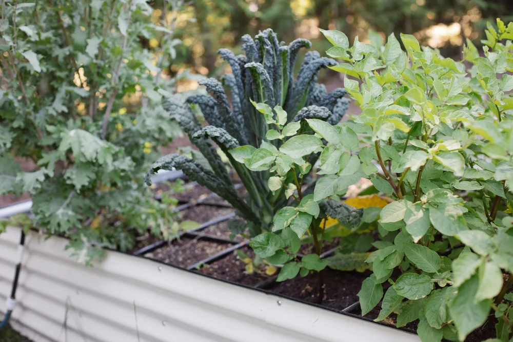 How to Water Your Summer Vegetable Garden: A Beginner’s Guide — The ...
