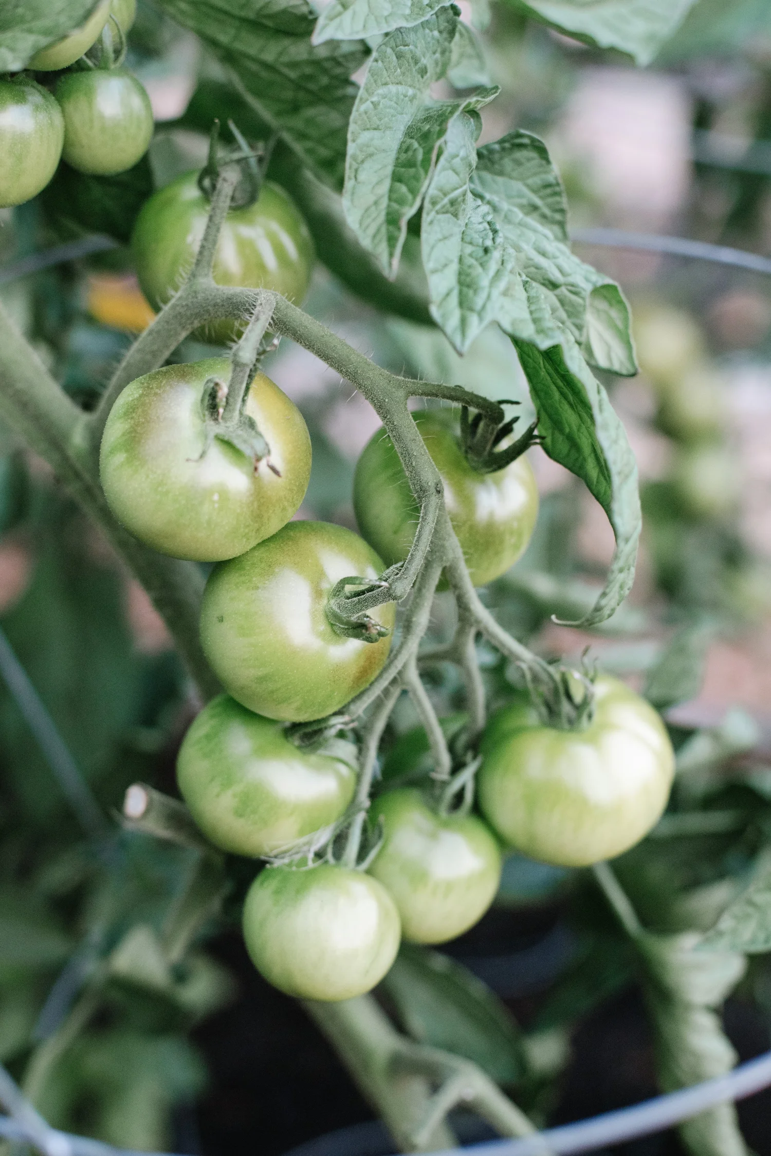 Tomato Planting & Growing Tips — The Purposeful You · Garden ...