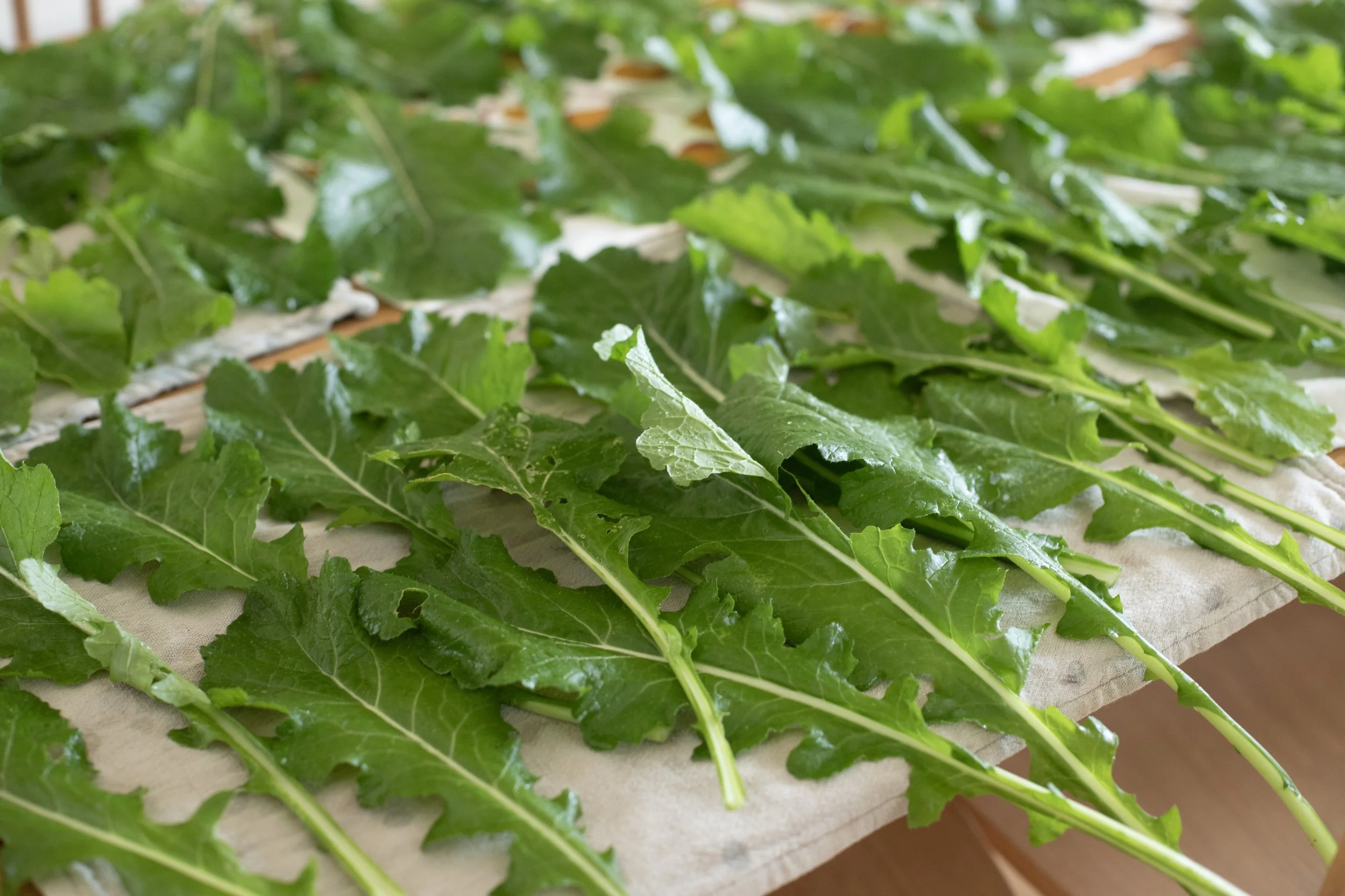 Transform Garden Waste into Nutritious Dehydrated Powders — The ...