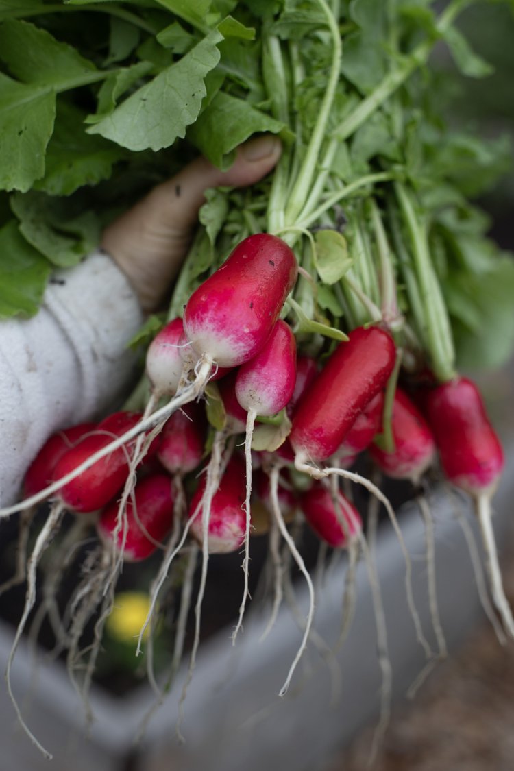 How to Grow Radishes: A Beginner’s Guide — The Purposeful You · Garden + Sustainable Living