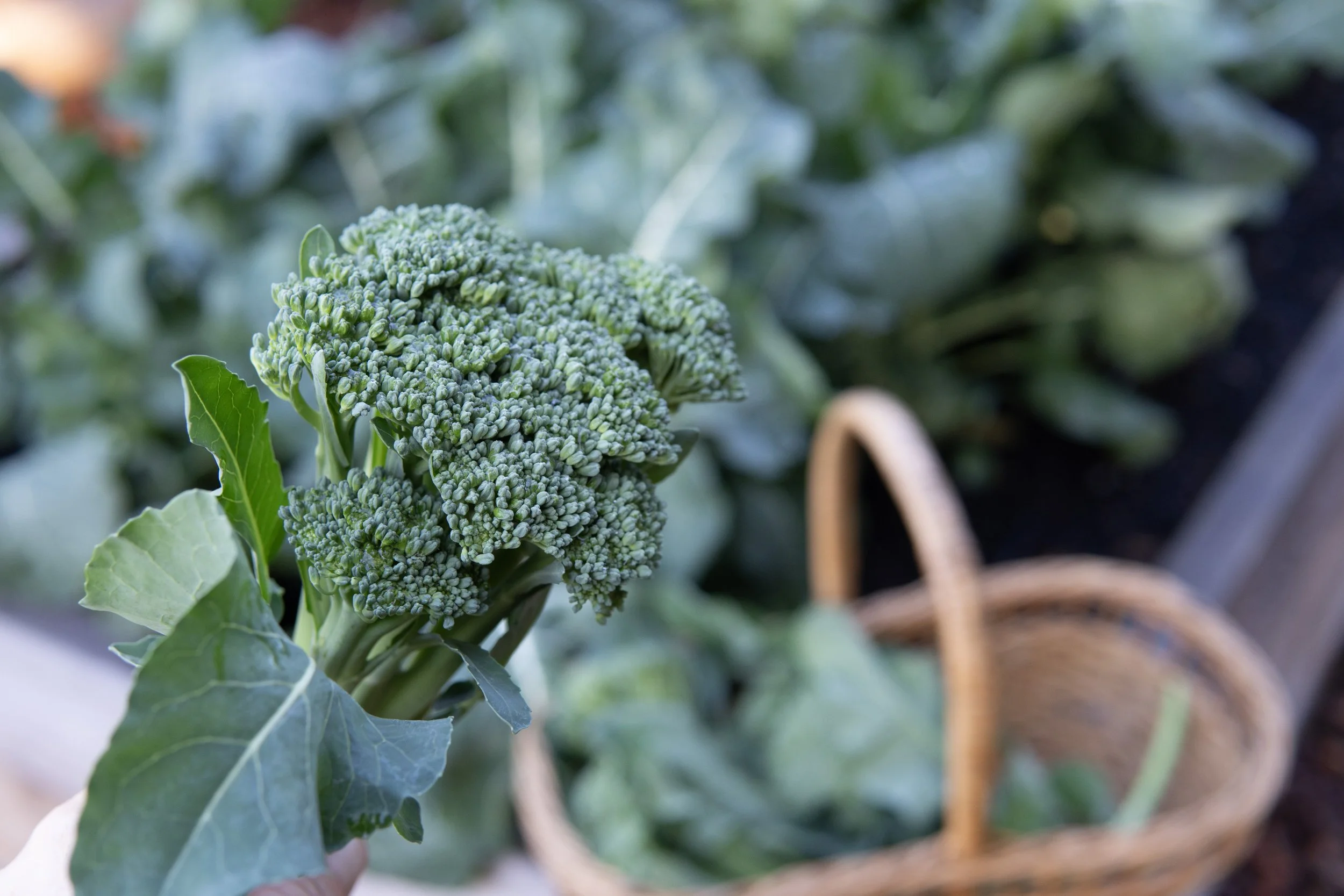 How to Grow Brassicas: A Beginner’s Guide — The Purposeful You · Garden ...