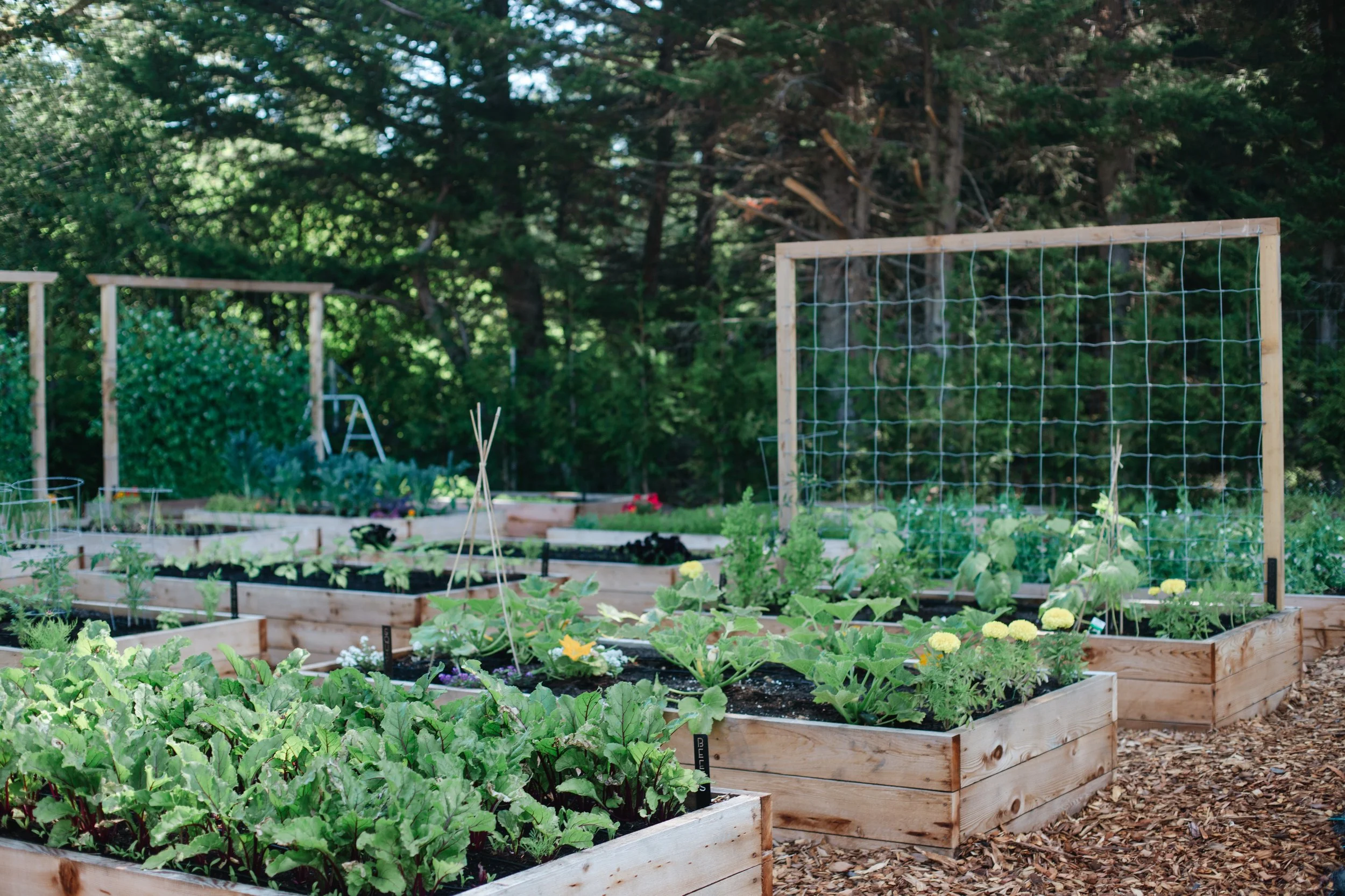 10 Vertical Vegetable Garden Crops — The Purposeful You · Garden ...