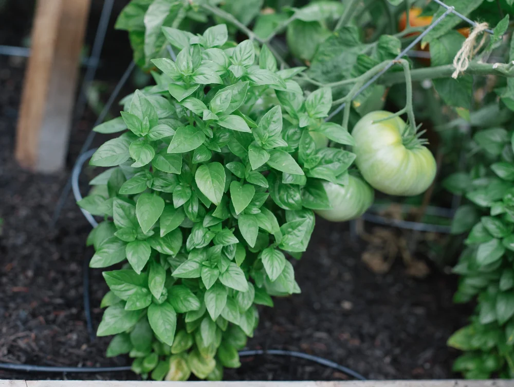Your Guide to Companion Planting — The Purposeful You · Garden ...