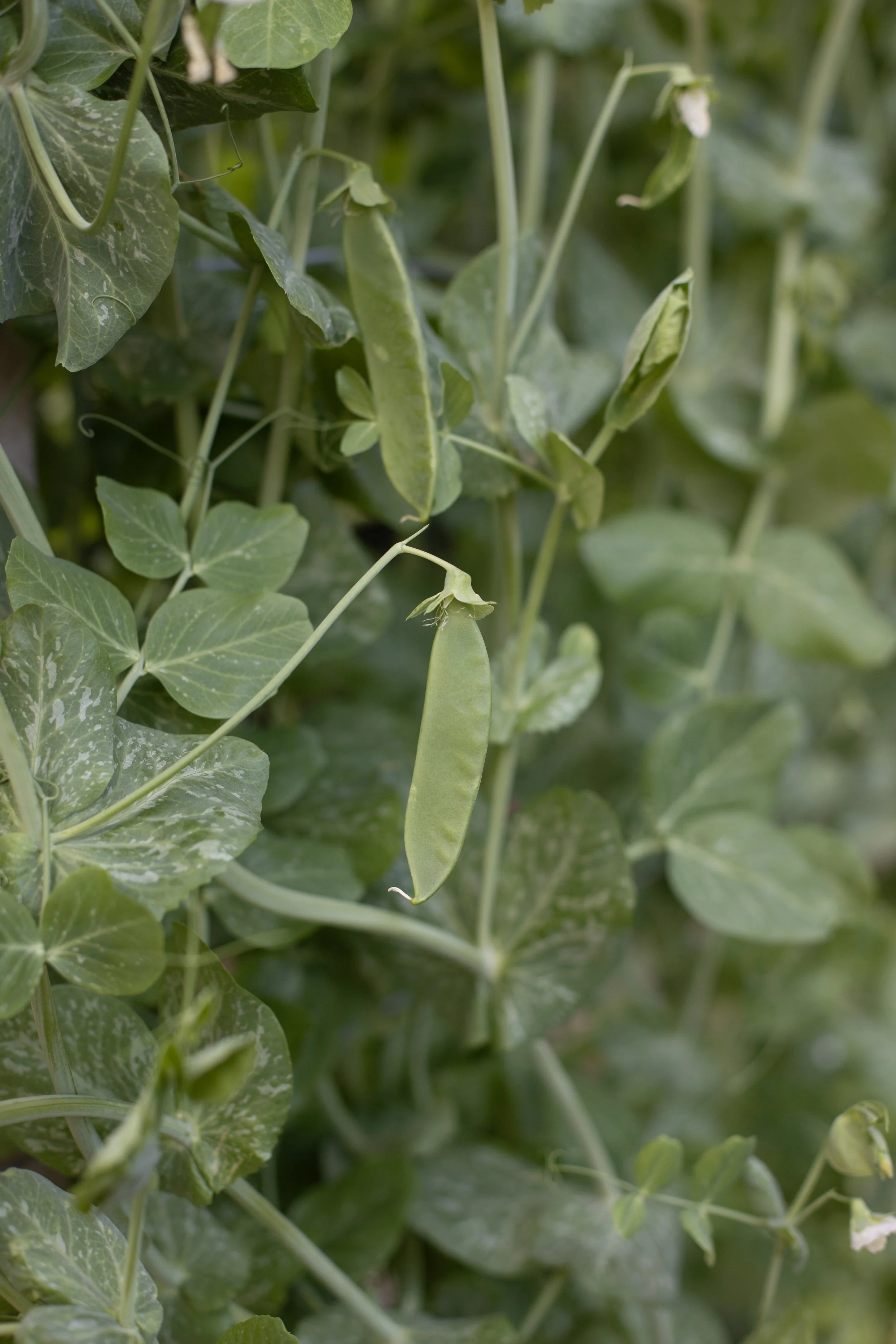 How to Grow Peas: A Beginner’s Guide — The Purposeful You · Garden ...