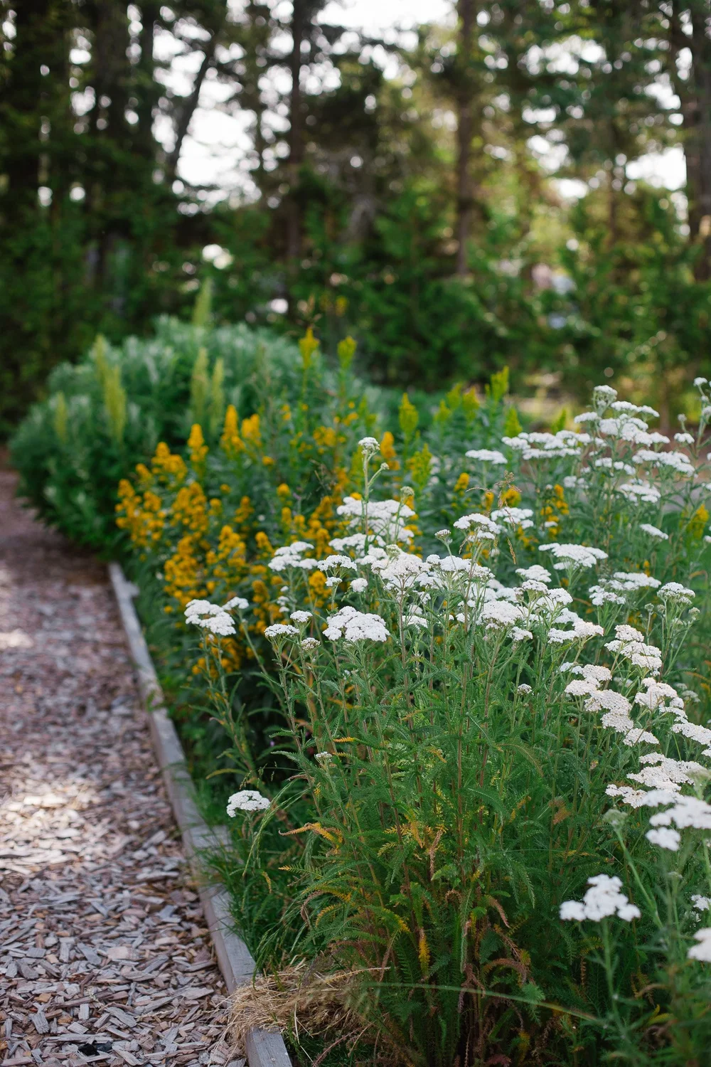 Growing a Native Flower Perennial Garden: Embracing Nature’s Beauty and ...