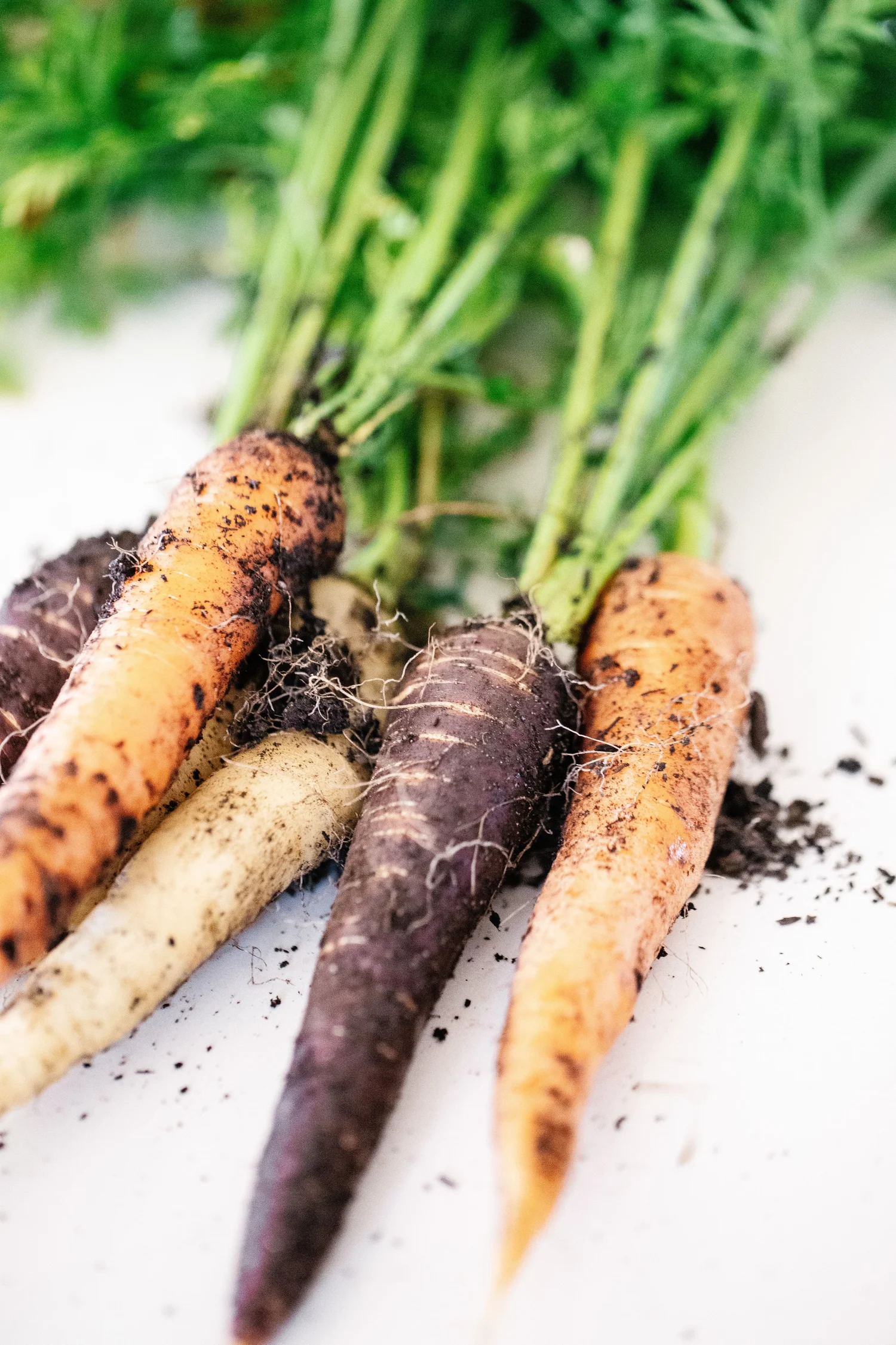5 Tips for Growing Carrots in Raised Beds — The Purposeful You · Garden ...