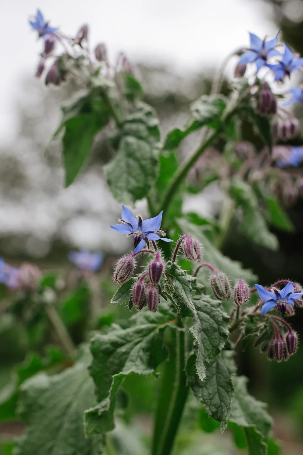 Growing Edible Flowers — The Purposeful You · Garden + Sustainable Living