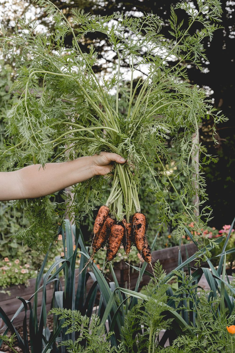 Growing a Fall Garden (+ A Layout Plan!) — The Purposeful You · Garden ...