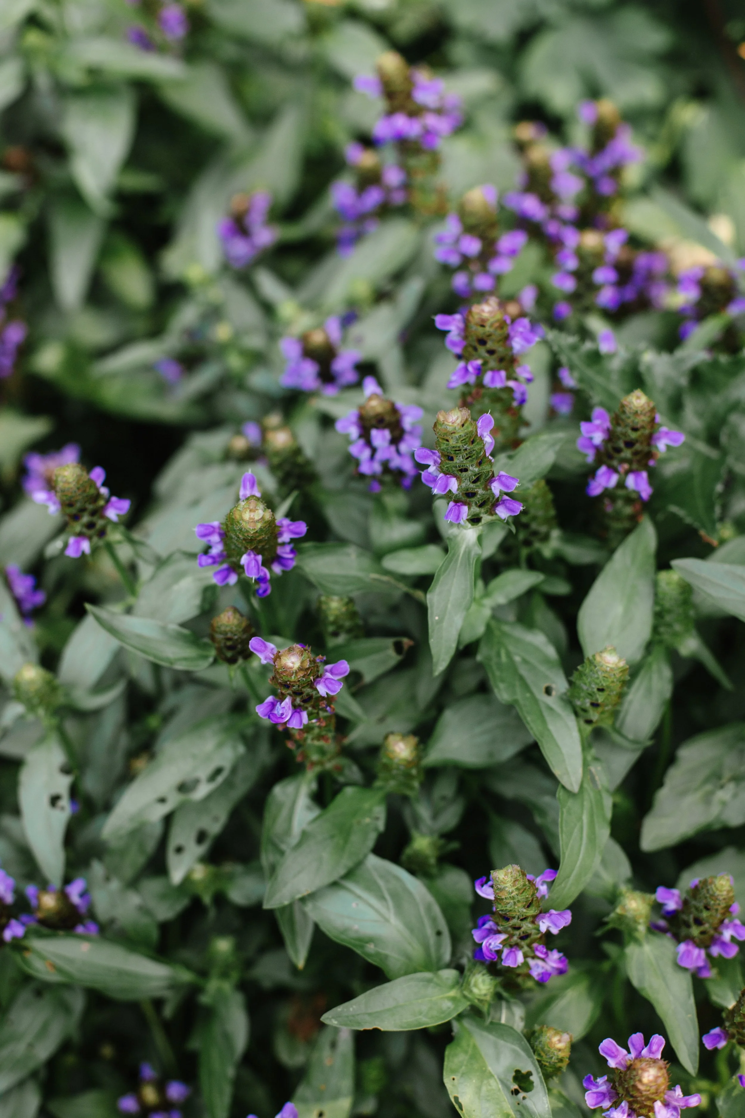 Grow a Herbal Tea Garden — The Purposeful You · Garden + Sustainable Living