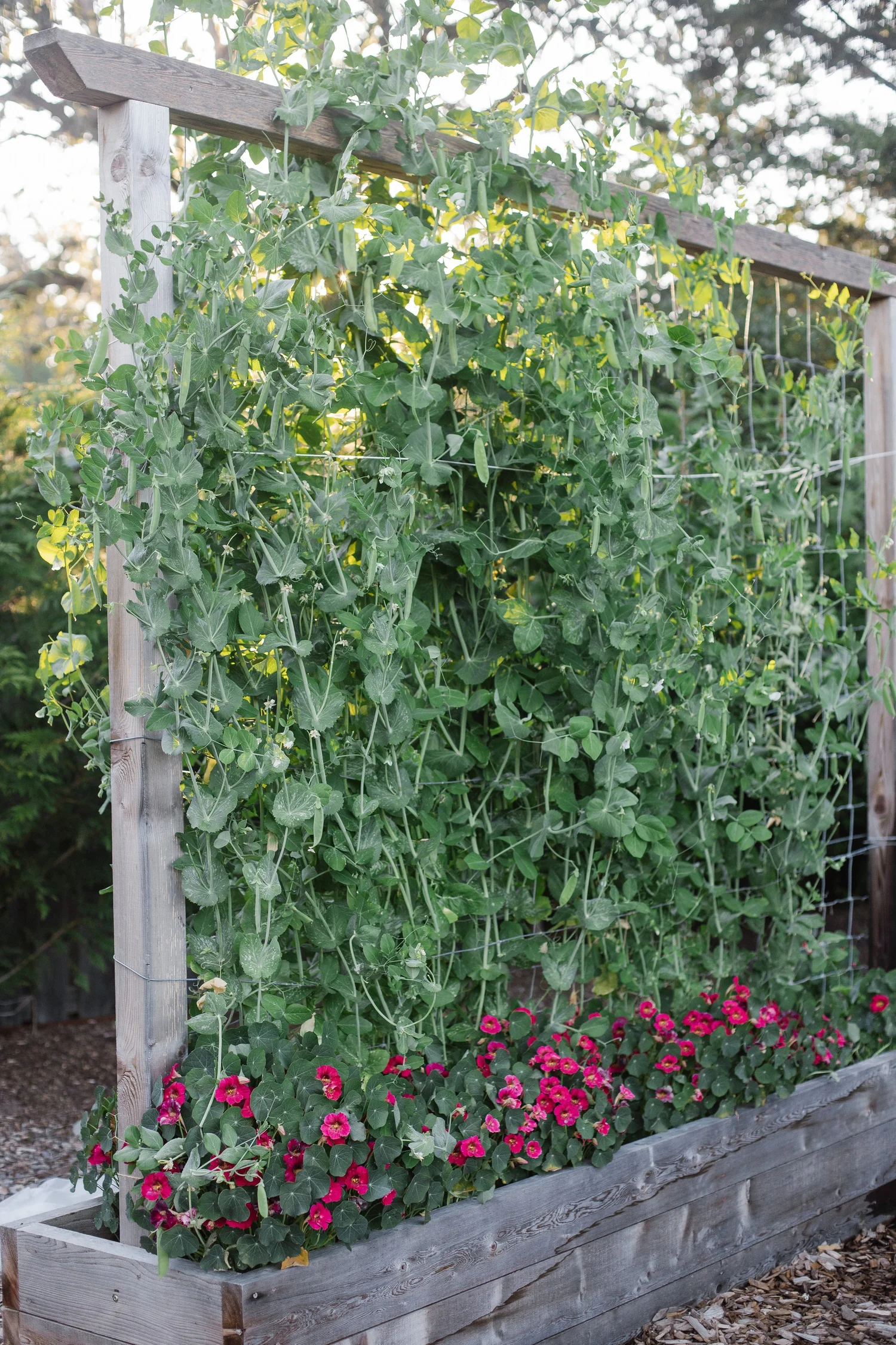How to Grow Peas: A Beginner’s Guide — The Purposeful You · Garden ...