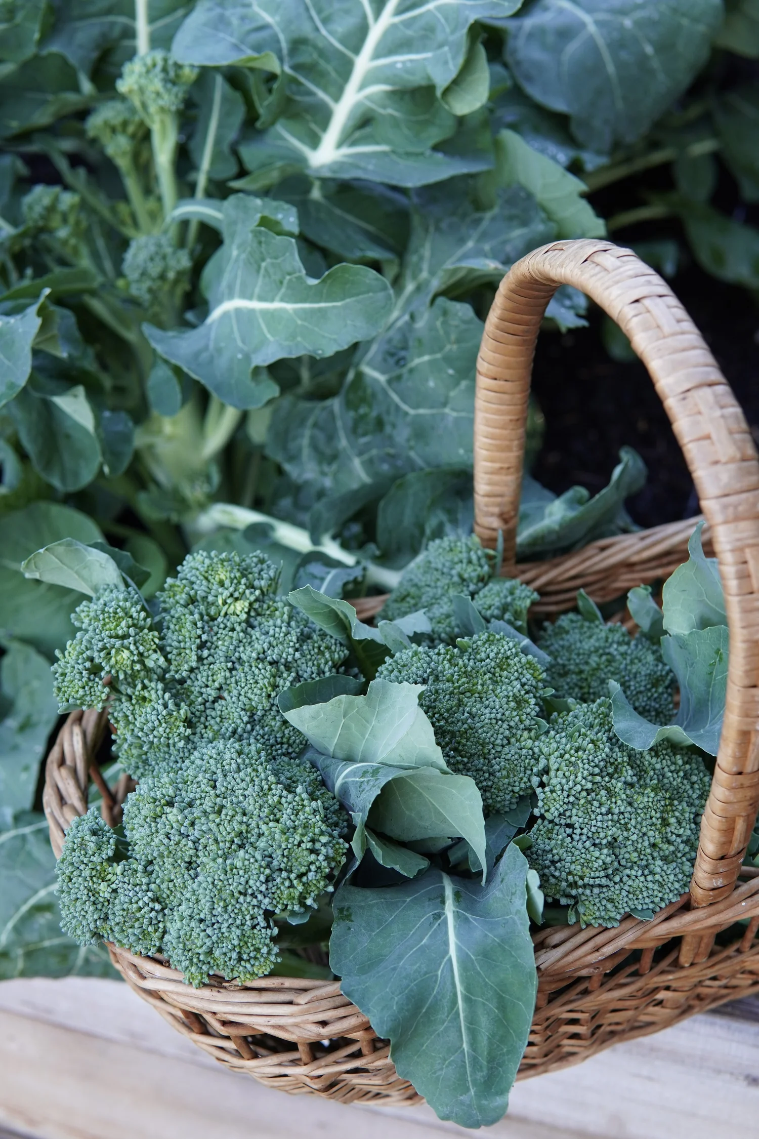 How to Grow Brassicas: A Beginner’s Guide — The Purposeful You · Garden ...