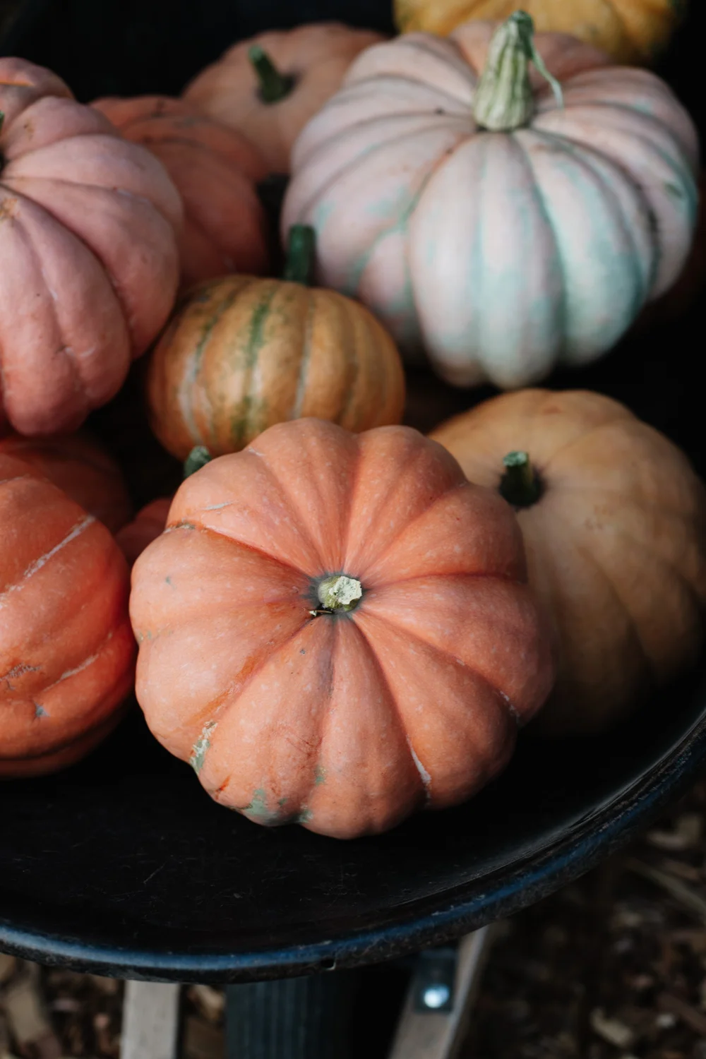 How to Grow Pumpkins Vertically — The Purposeful You · Garden ...