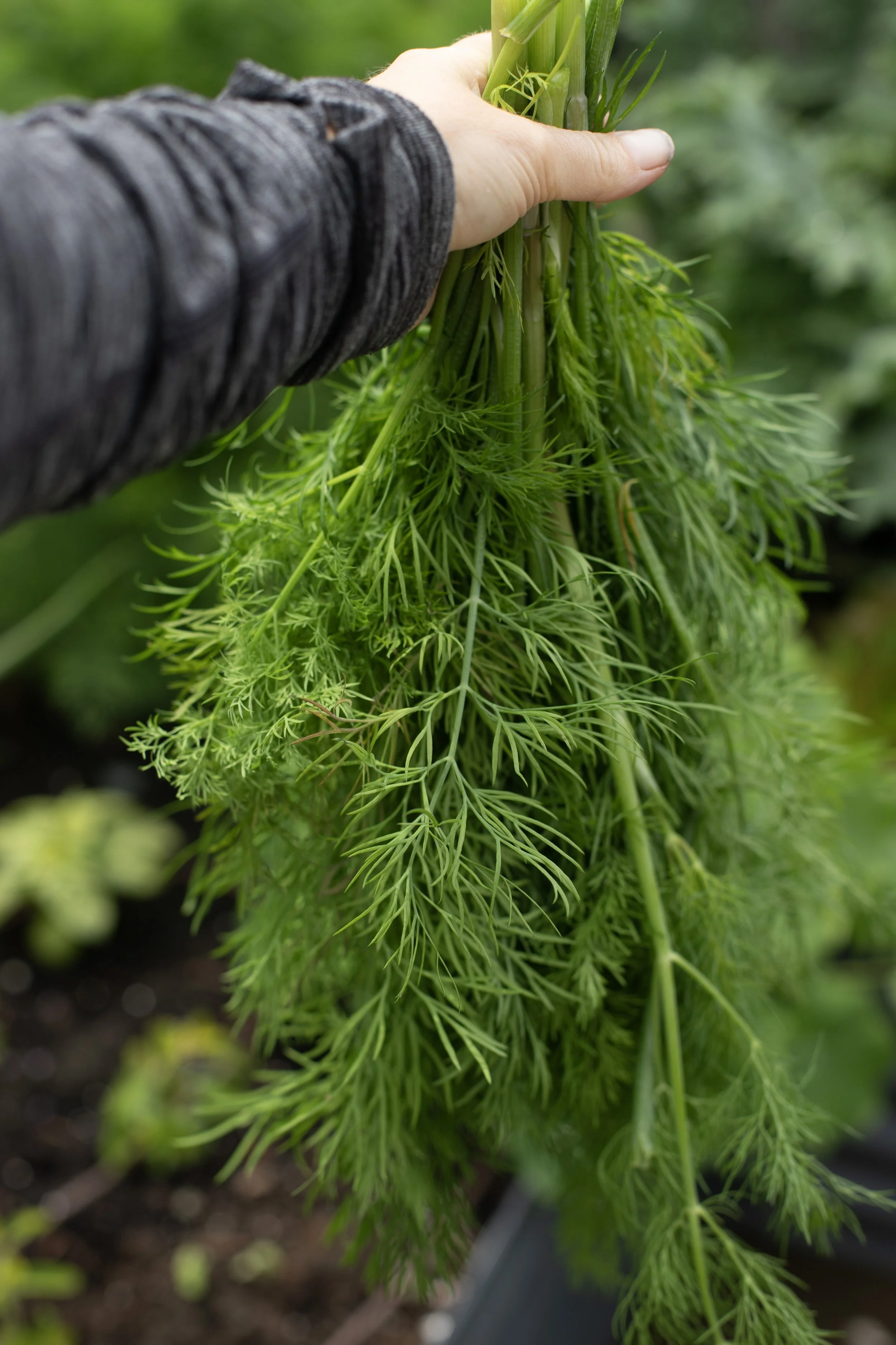 How to Grow Dill: A Beginner’s Guide — The Purposeful You · Garden ...