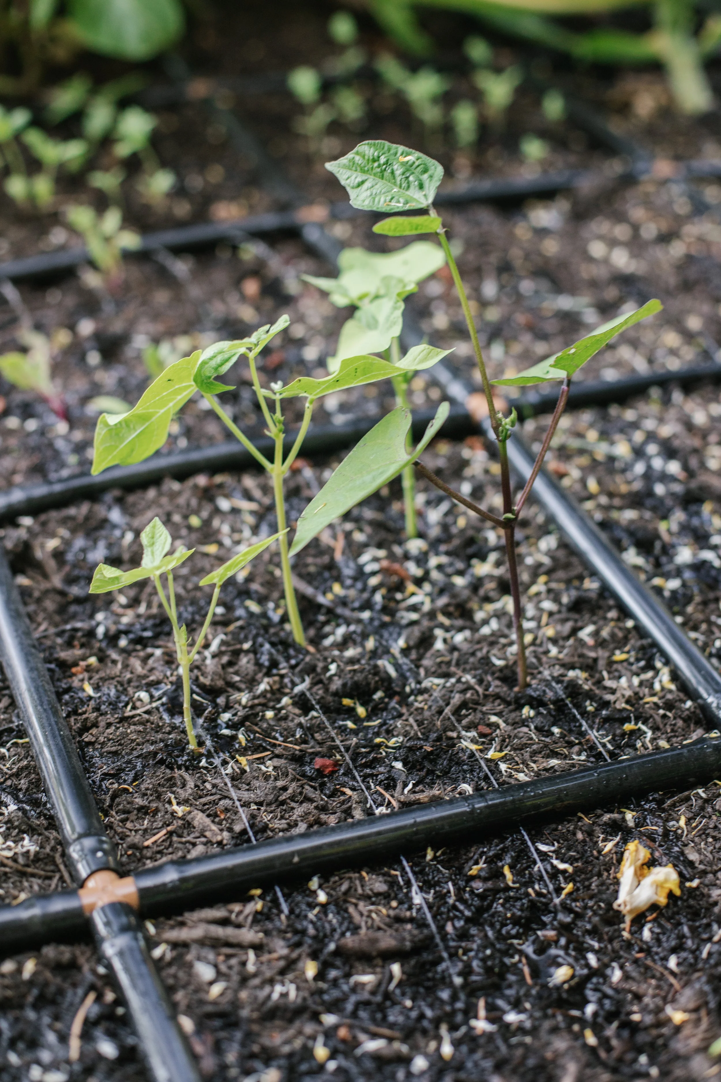 How to Water Your Summer Vegetable Garden: A Beginner’s Guide — The ...