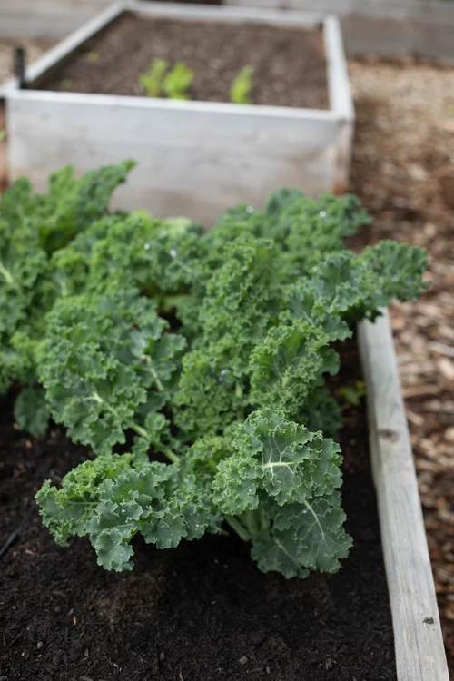 How to Grow Kale: A Beginner’s Guide — The Purposeful You · Garden ...