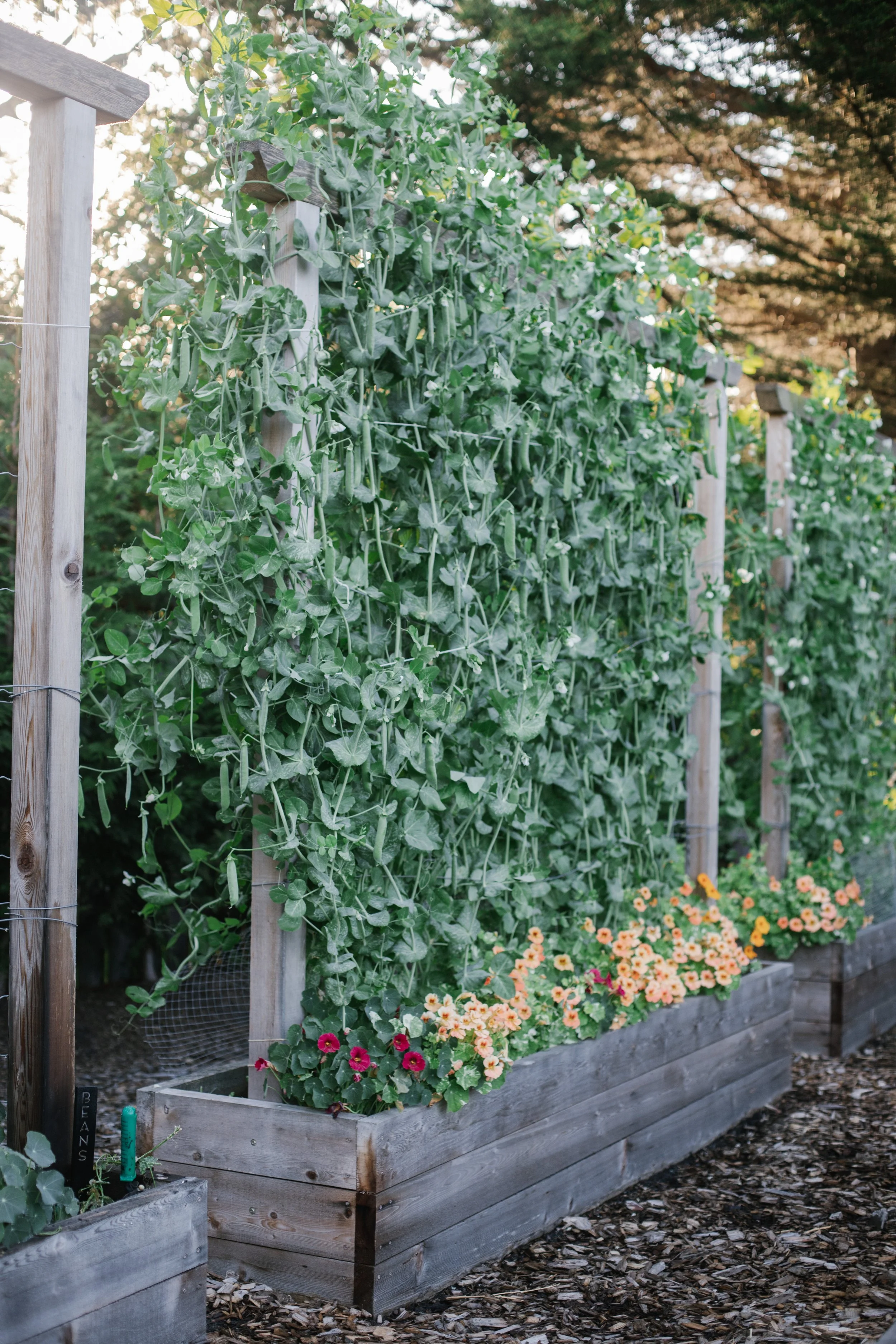 How to Grow Peas: A Beginner’s Guide — The Purposeful You · Garden ...