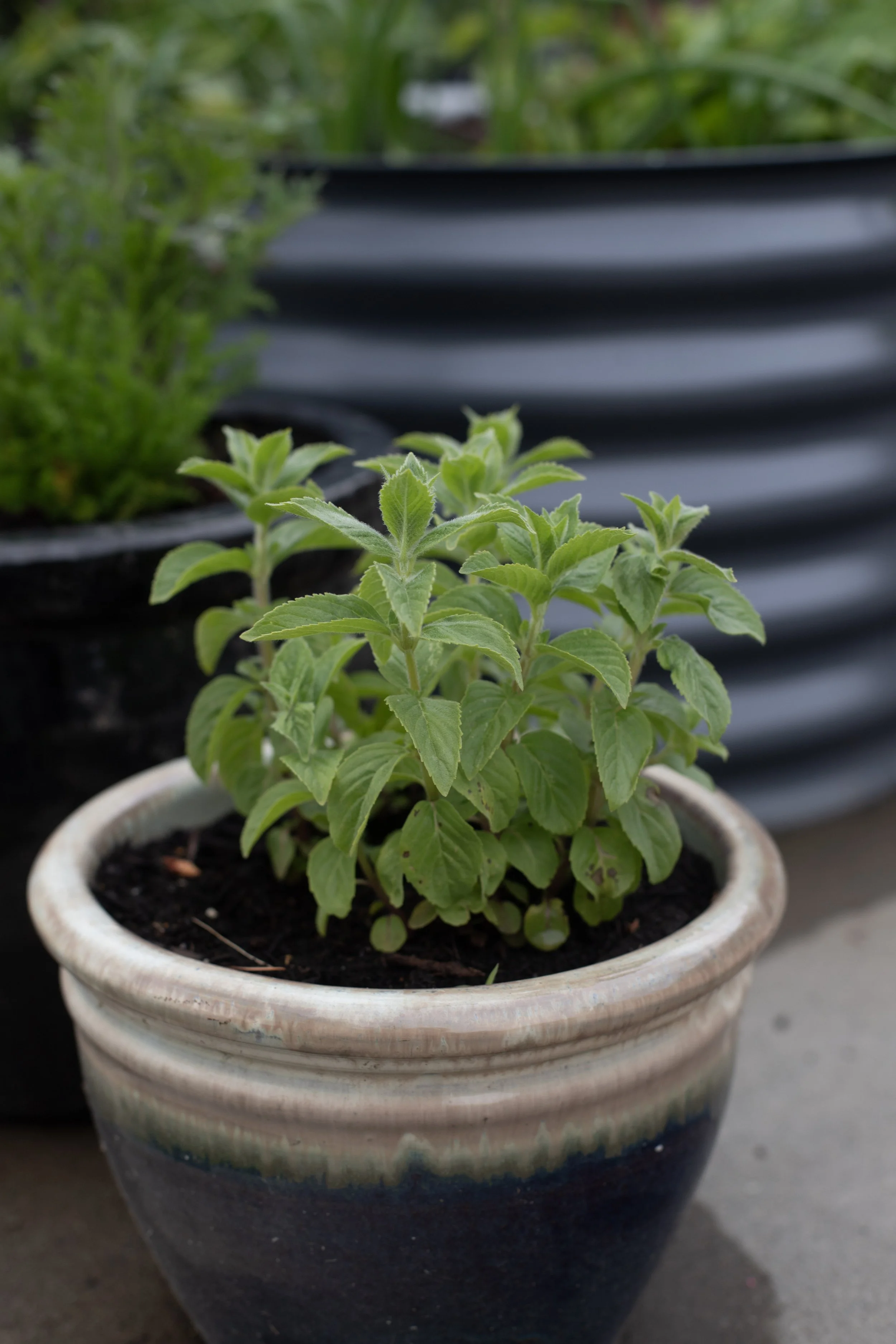 Grow a Herbal Tea Garden — The Purposeful You · Garden + Sustainable Living