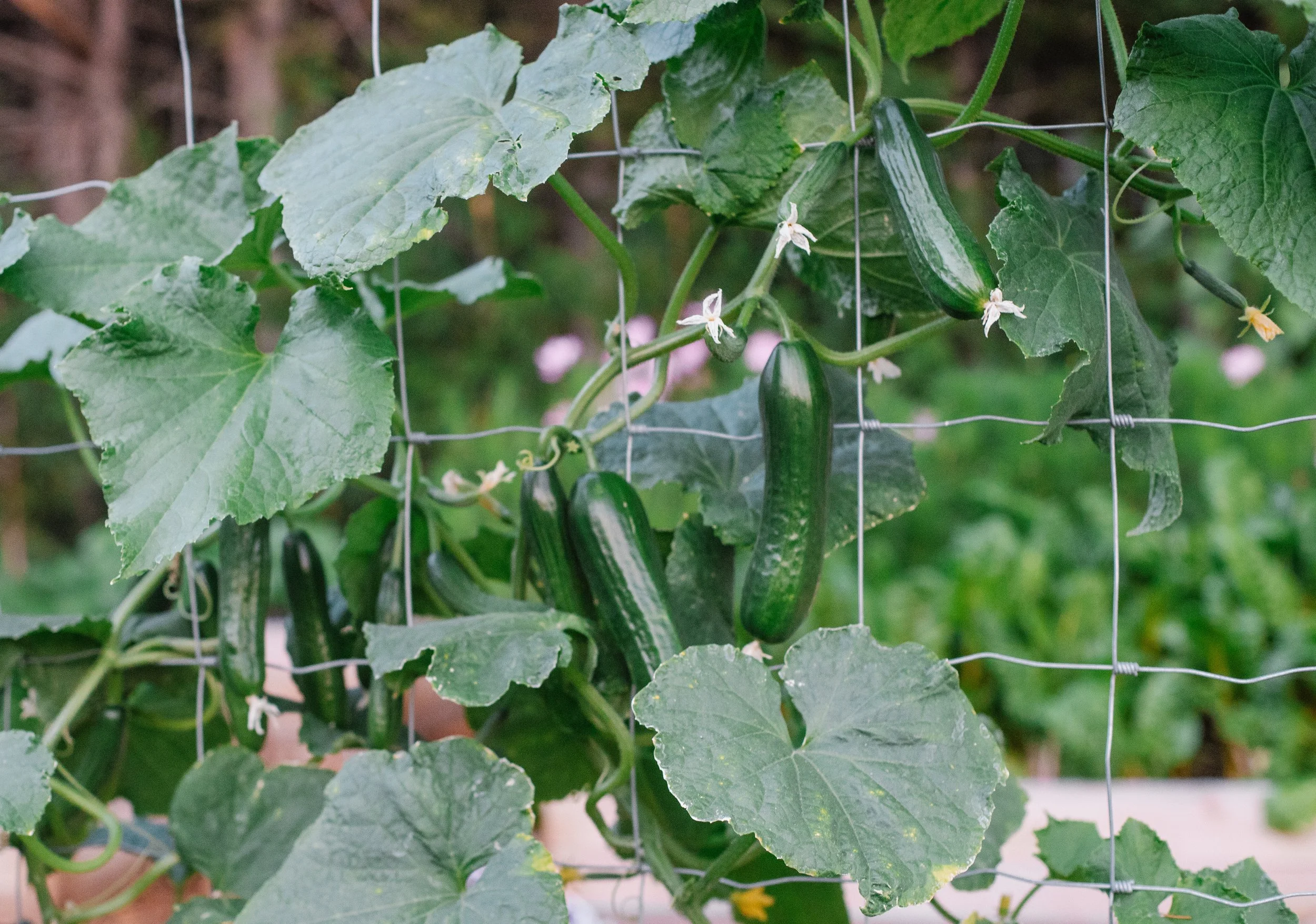 10 Vertical Vegetable Garden Crops — The Purposeful You · Garden ...