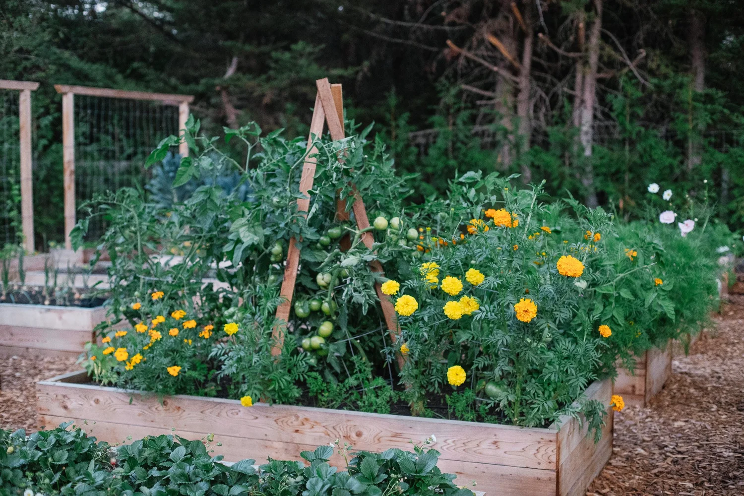 Grow a Pizza Garden — The Purposeful You · Garden + Sustainable Living