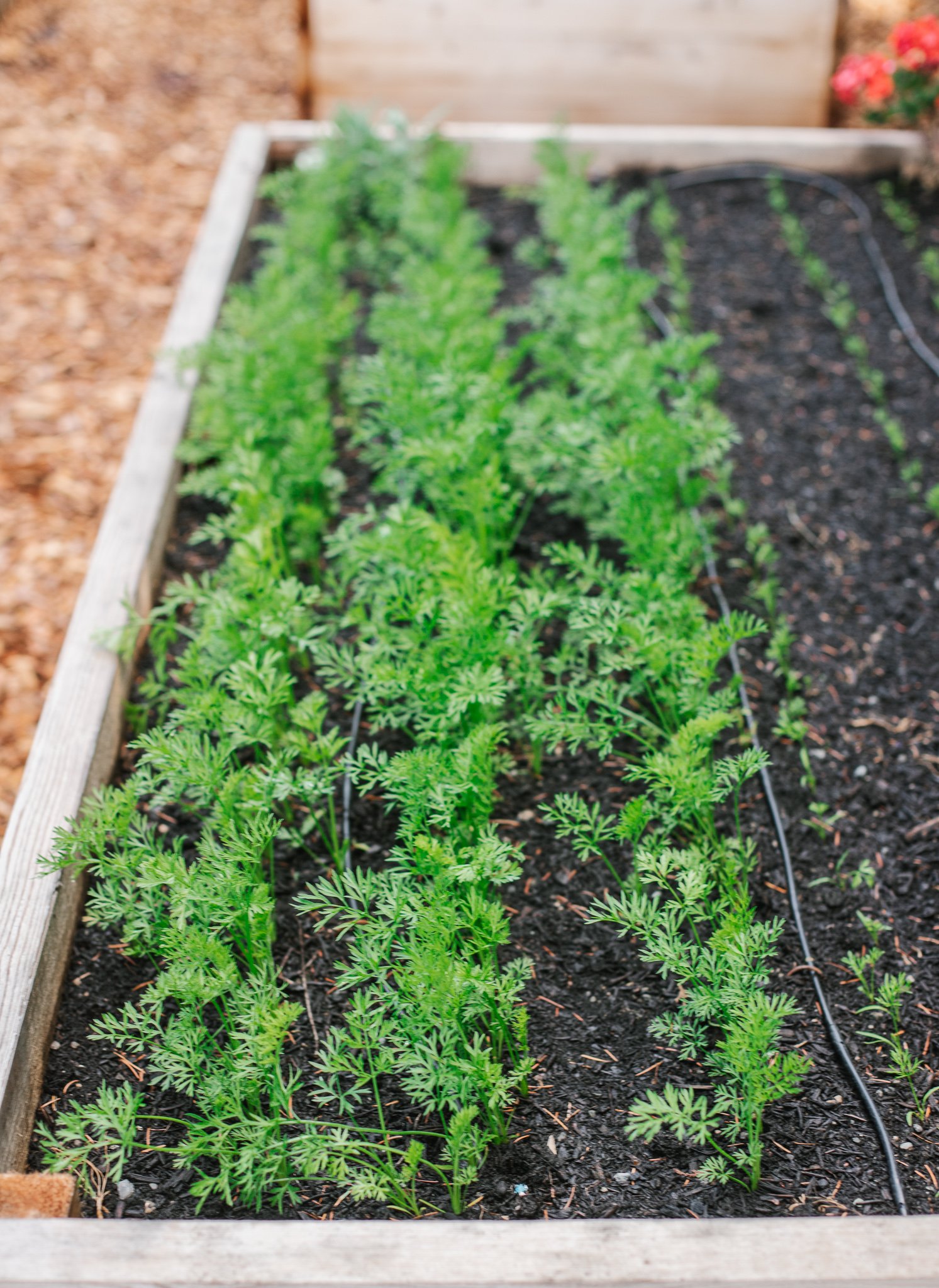 5 Tips for Growing Carrots in Raised Beds — The Purposeful You · Garden ...