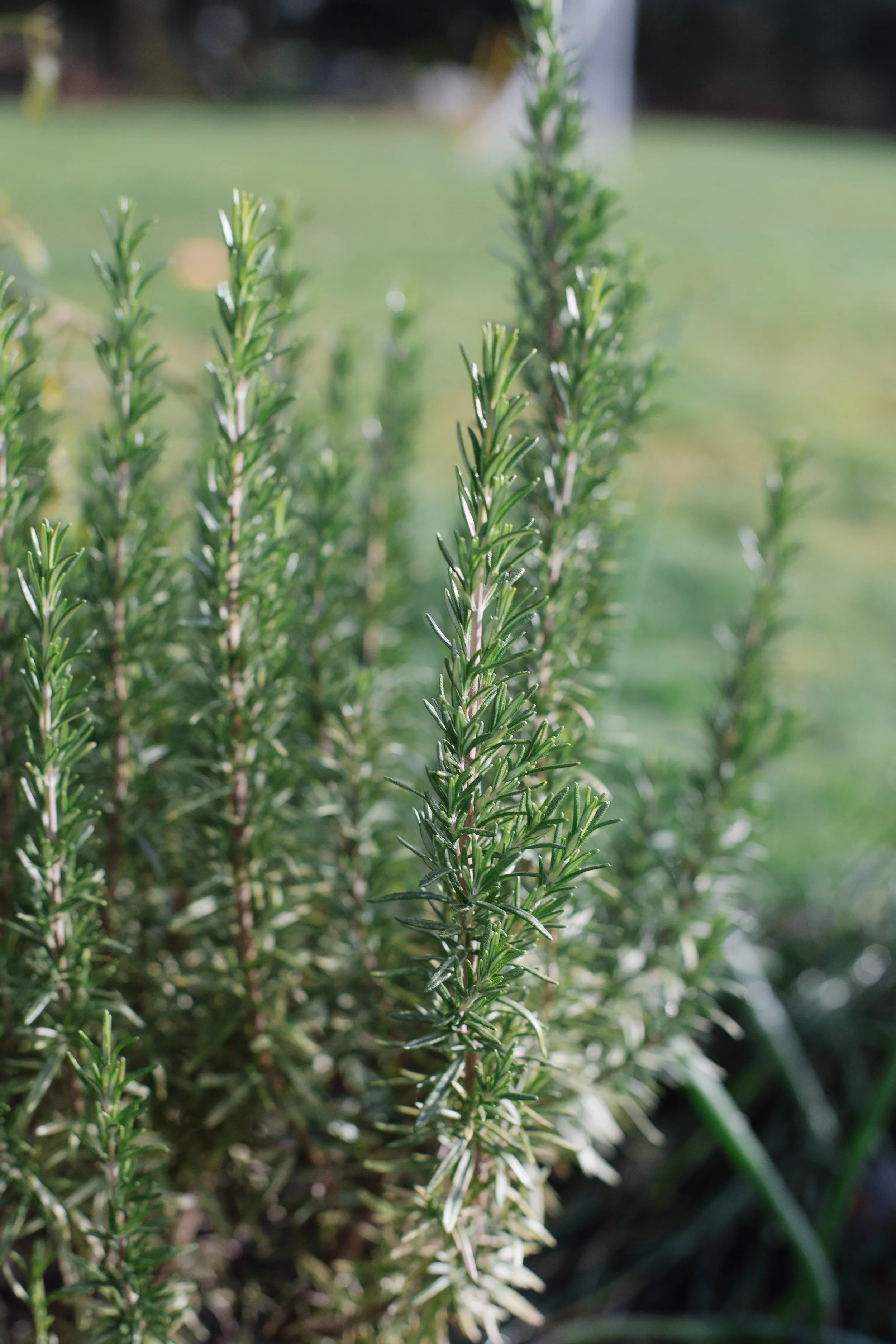 DIY Mini Rosemary Wreath — The Purposeful You · Garden + Sustainable Living
