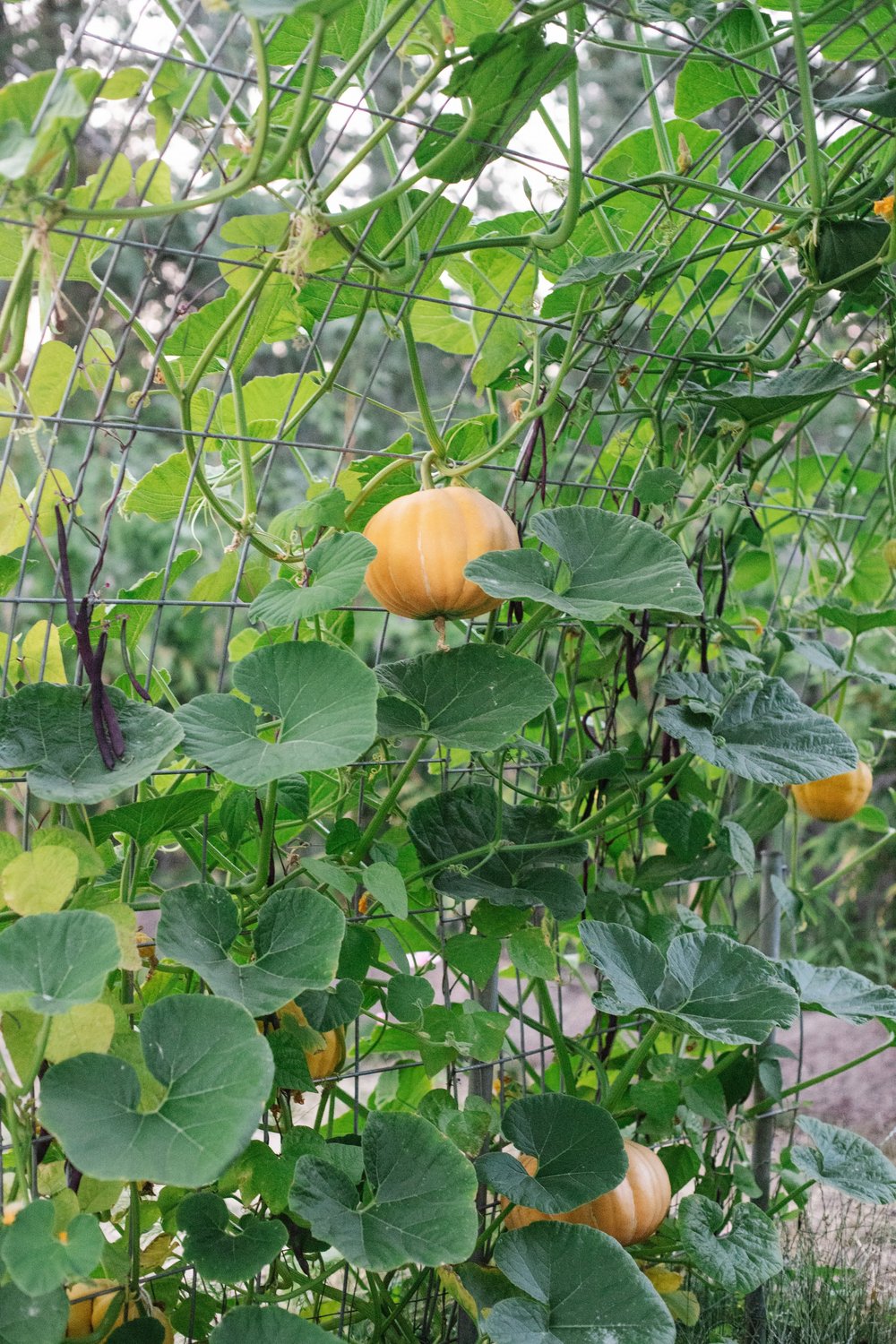 How to Grow Pumpkins Vertically — The Purposeful You · Garden ...