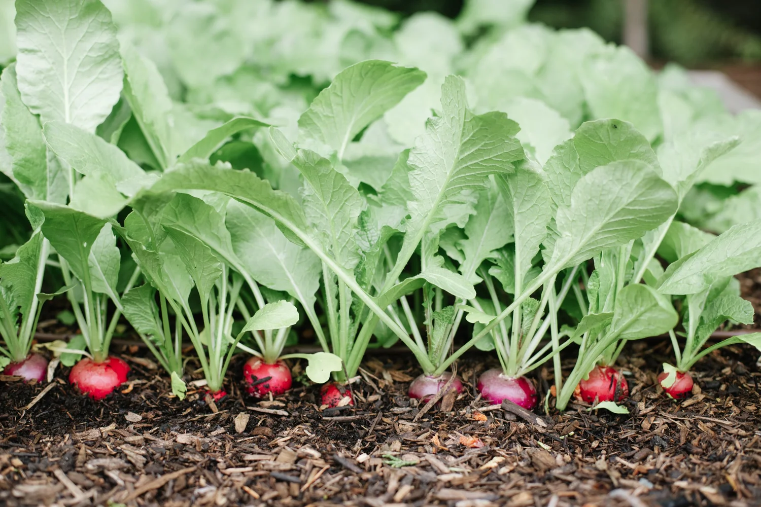 How to Grow Radishes: A Beginner’s Guide — The Purposeful You · Garden ...
