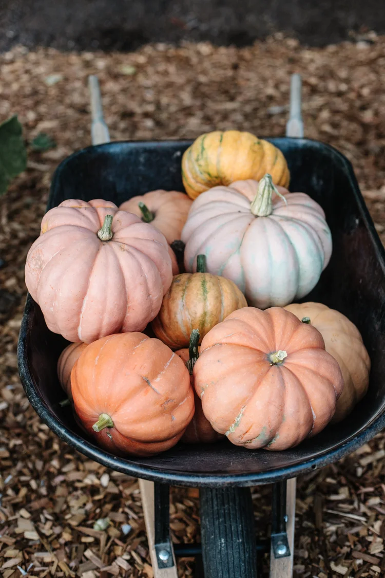 How to Grow Pumpkins Vertically — The Purposeful You · Garden ...