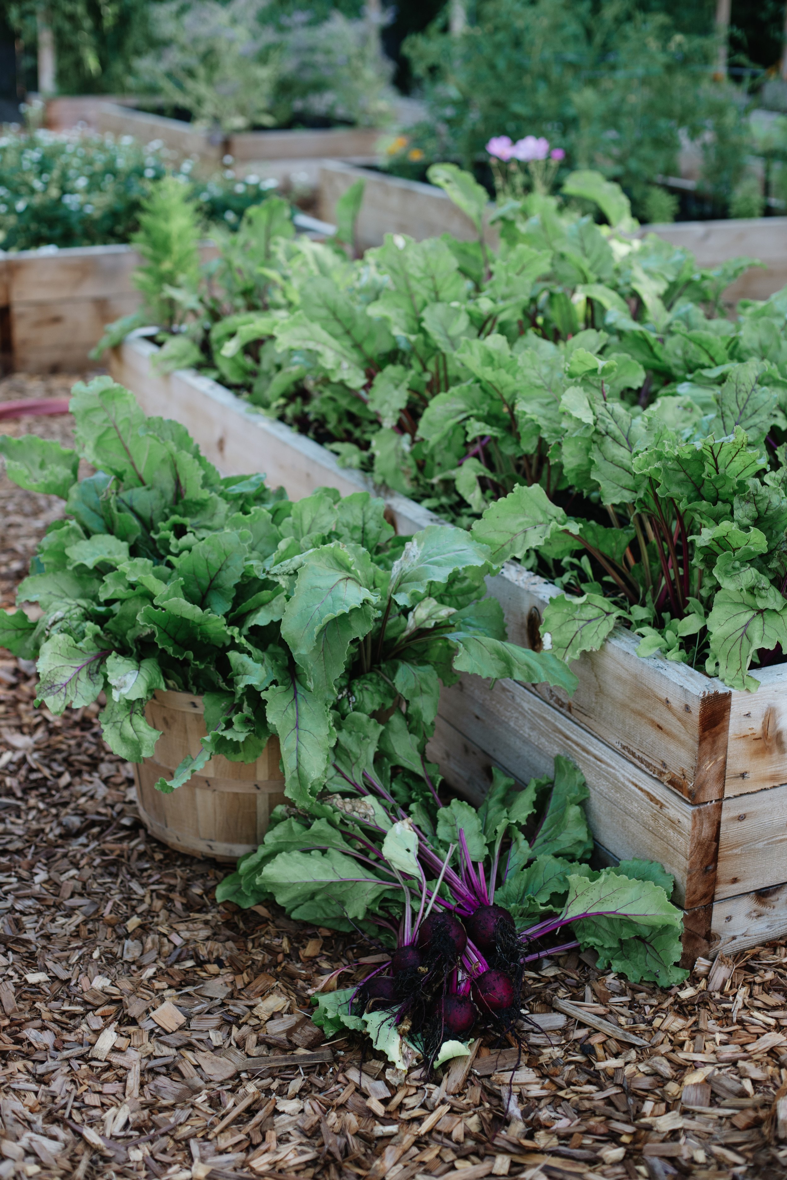 How to Dehydrate Beet Leaves — The Purposeful You · Garden ...
