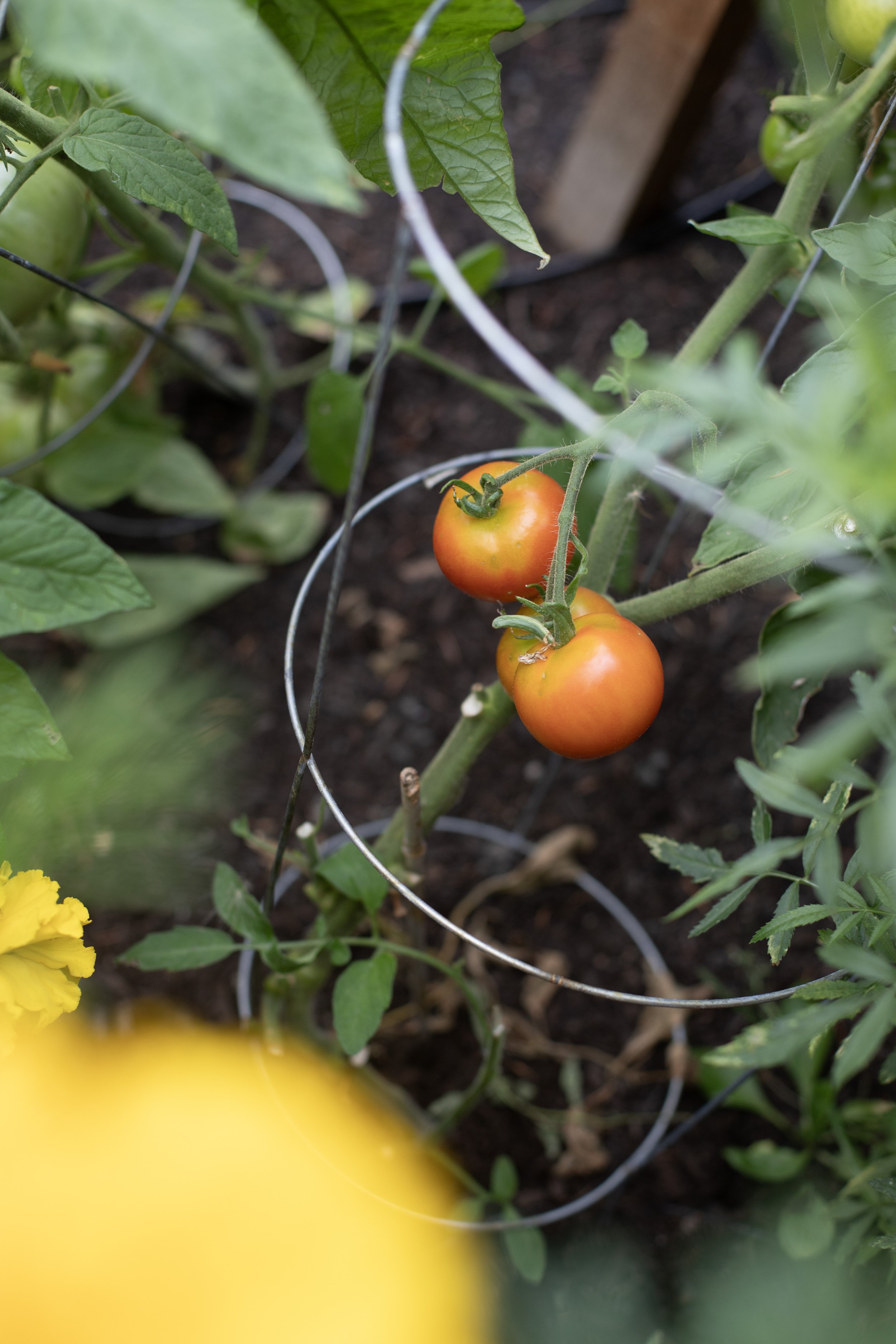 Tomato Planting & Growing Tips — The Purposeful You · Garden ...