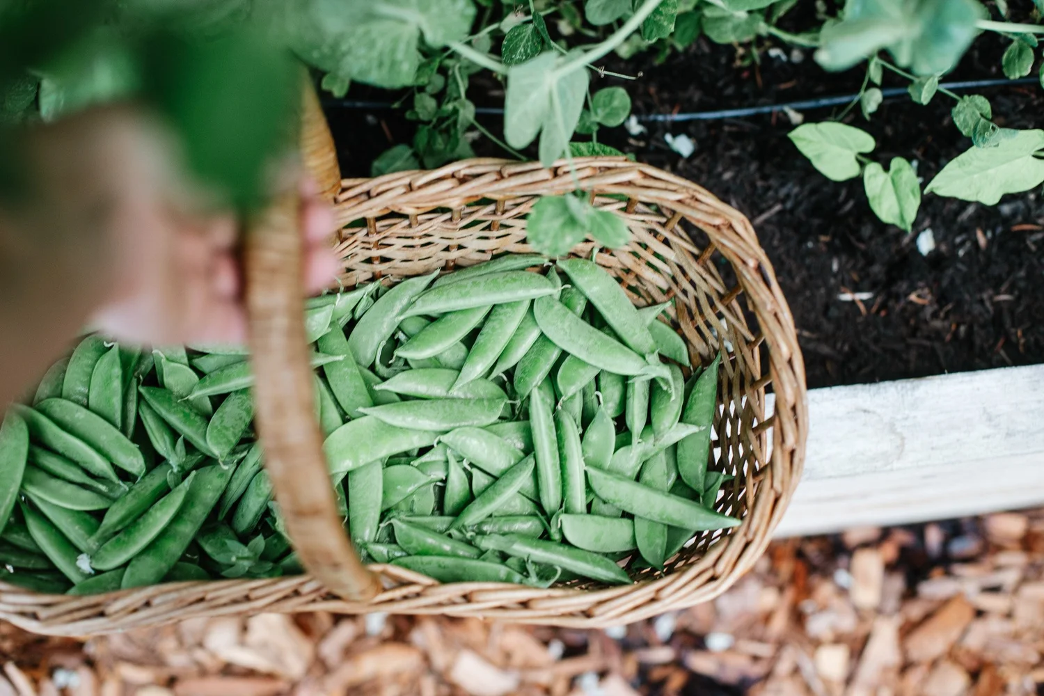 10 Vertical Vegetable Garden Crops — The Purposeful You · Garden ...