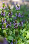 Growing a Native Flower Perennial Garden: Embracing Nature’s Beauty and ...