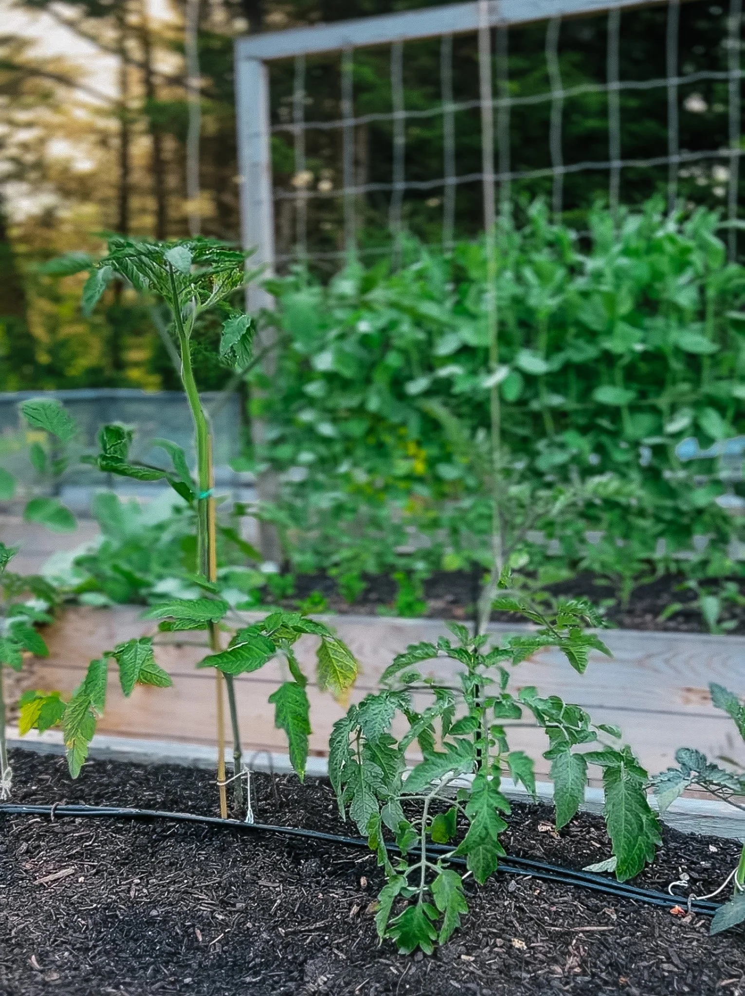 Tomato Planting & Growing Tips — The Purposeful You · Garden ...