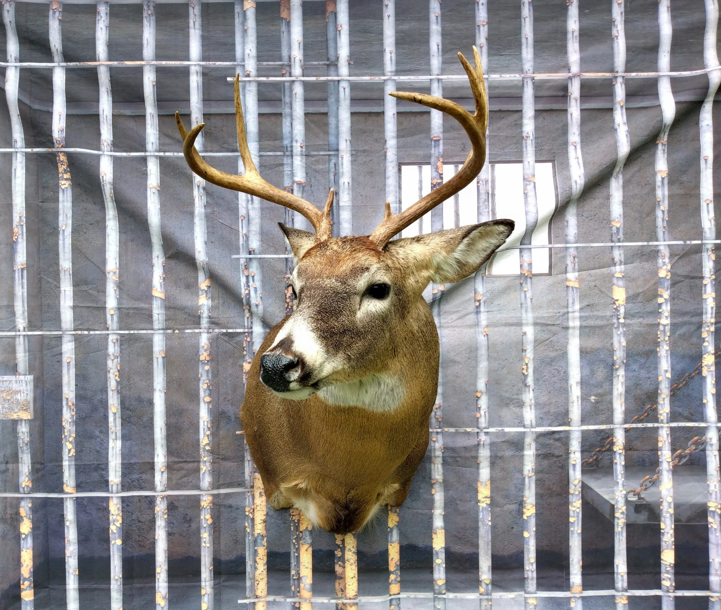 Whitetails — Jailbreak Taxidermy