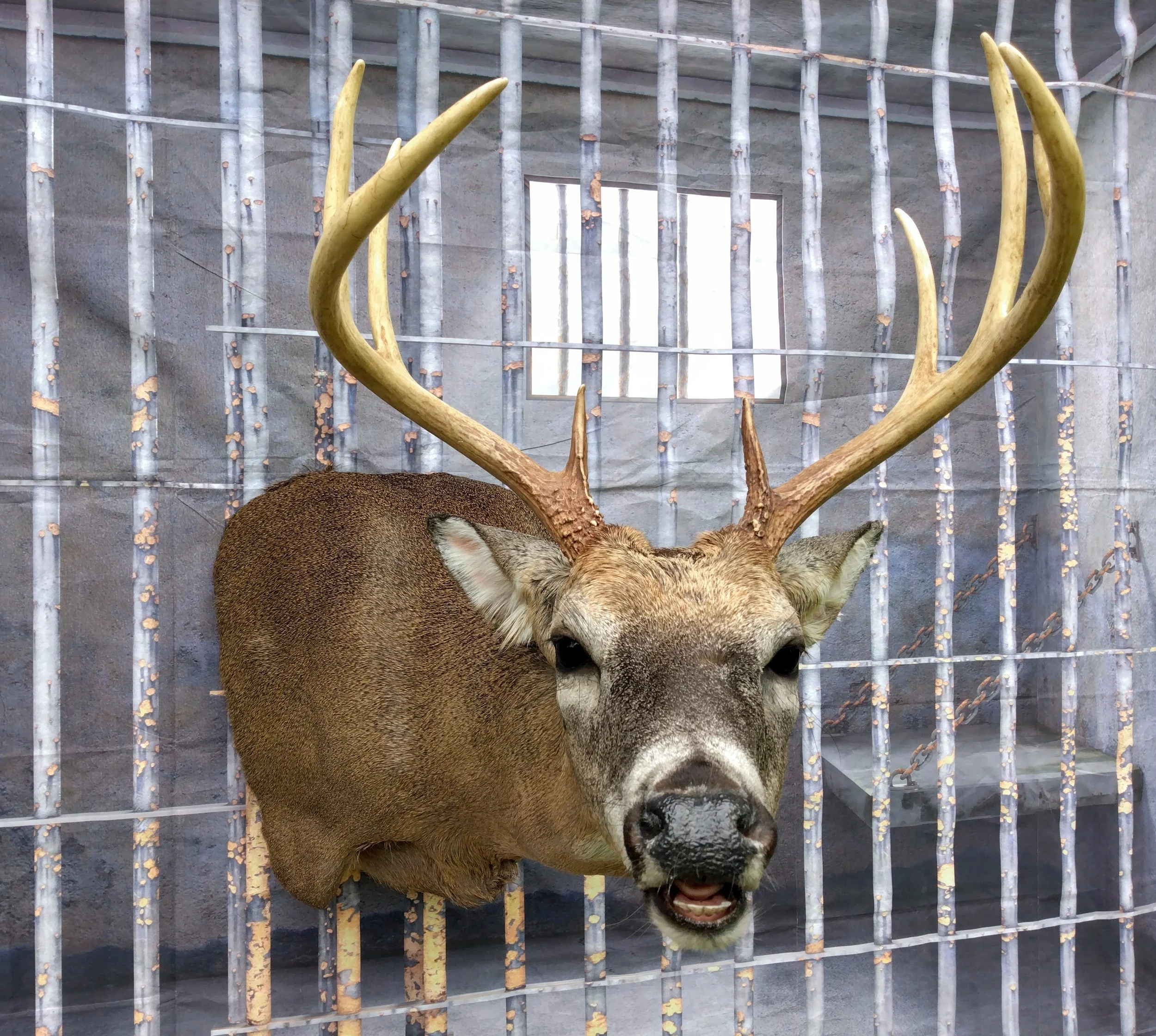 Whitetails — Jailbreak Taxidermy