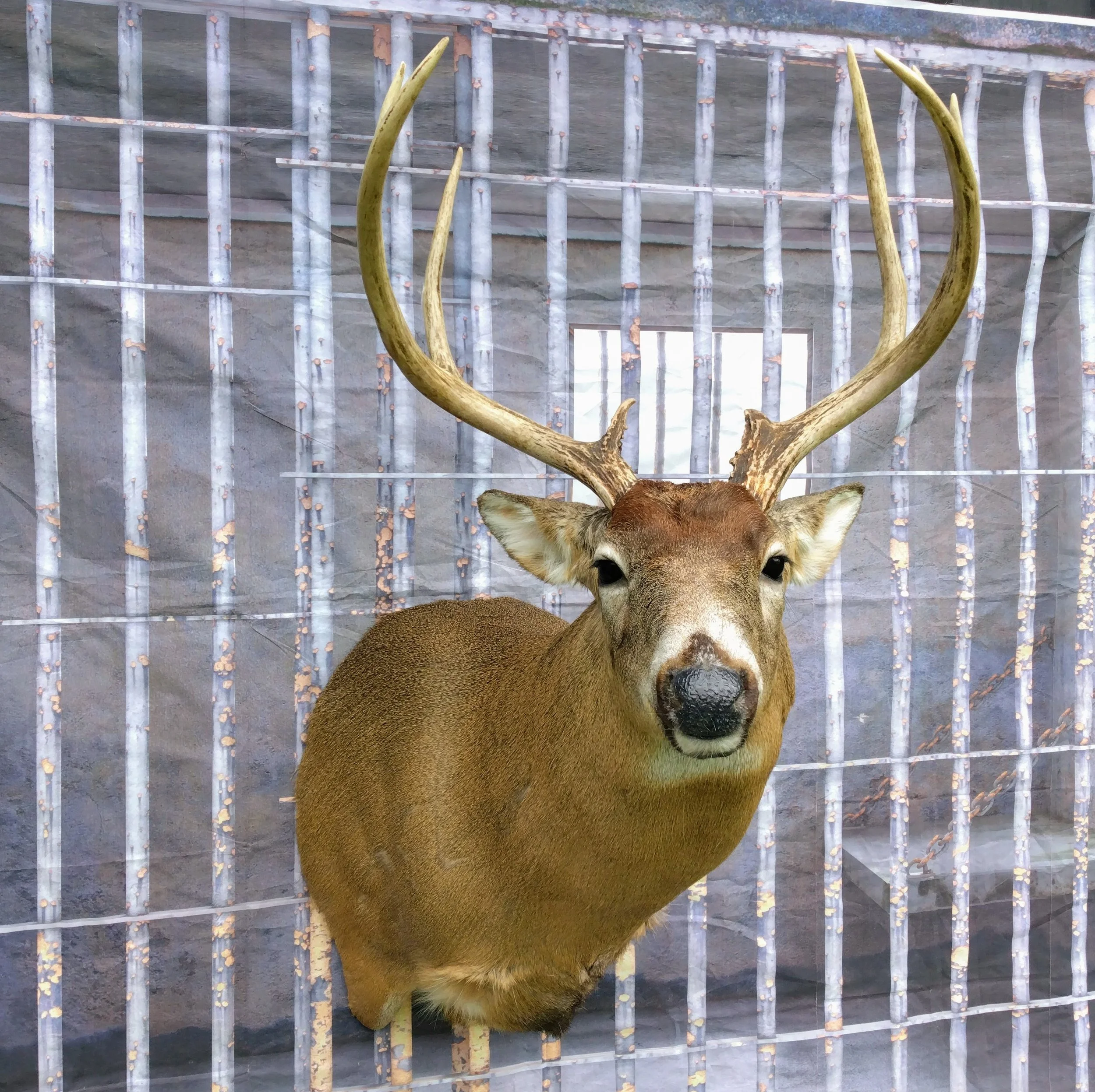 Whitetails — Jailbreak Taxidermy