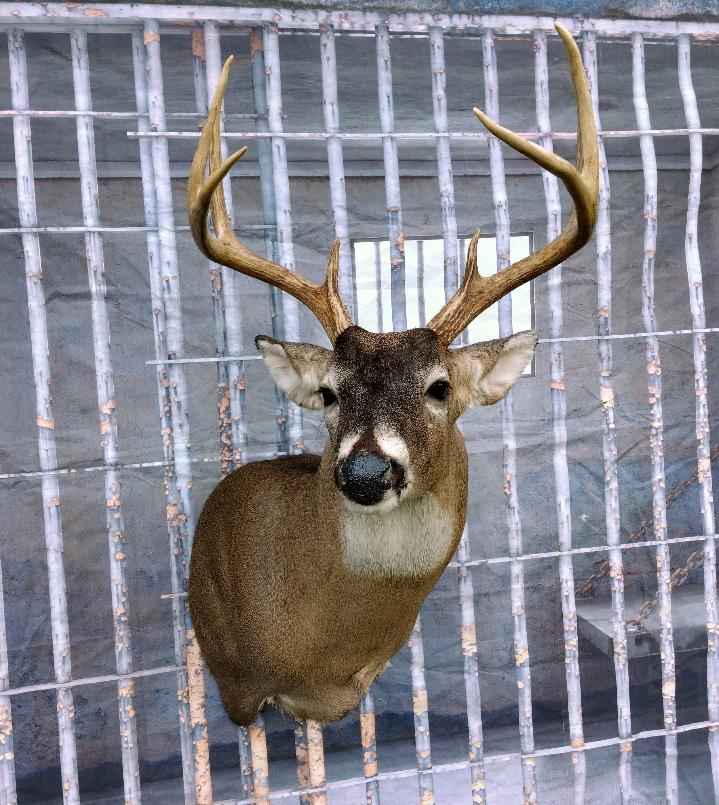 Whitetails — Jailbreak Taxidermy
