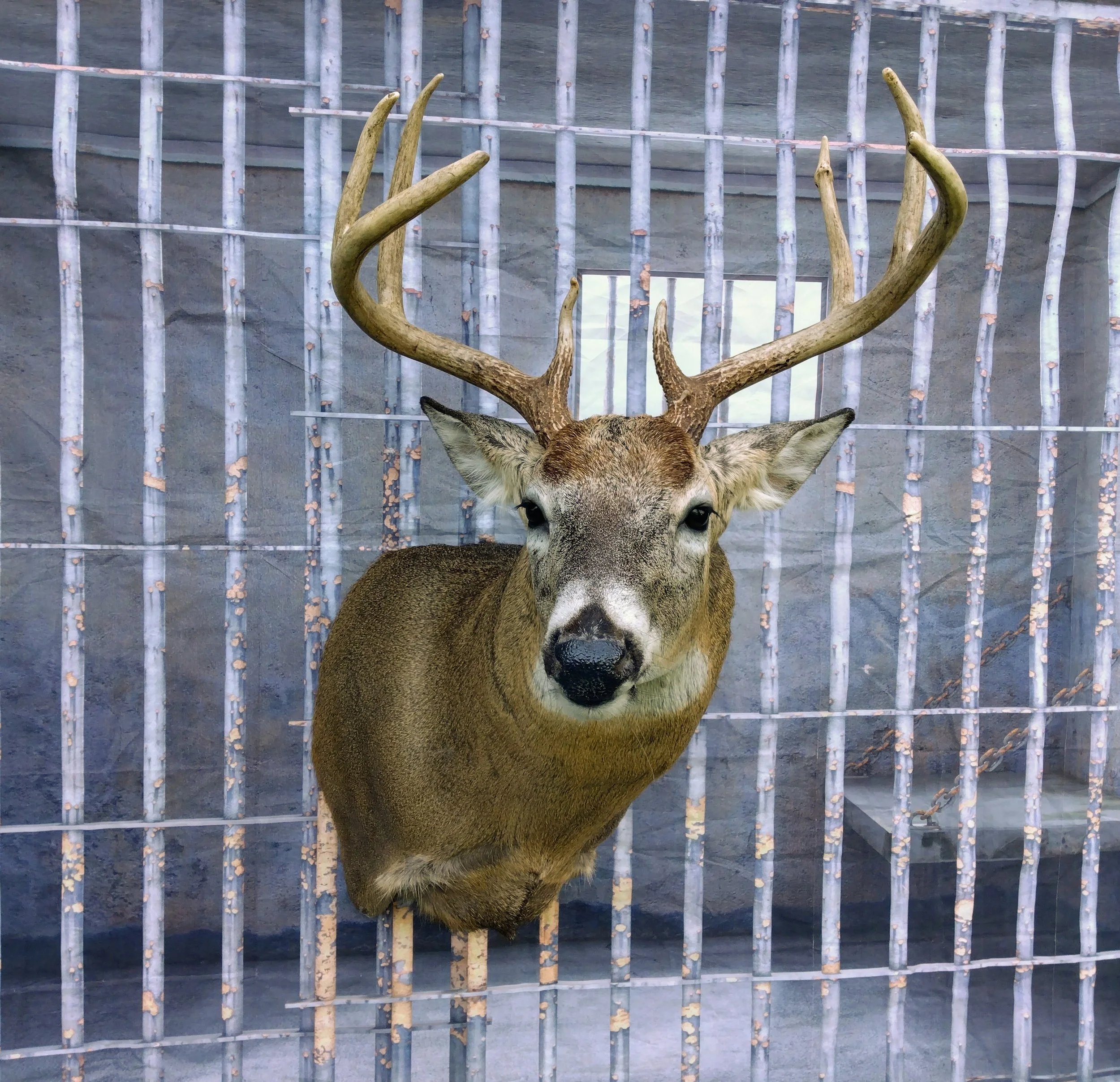 Whitetails — Jailbreak Taxidermy