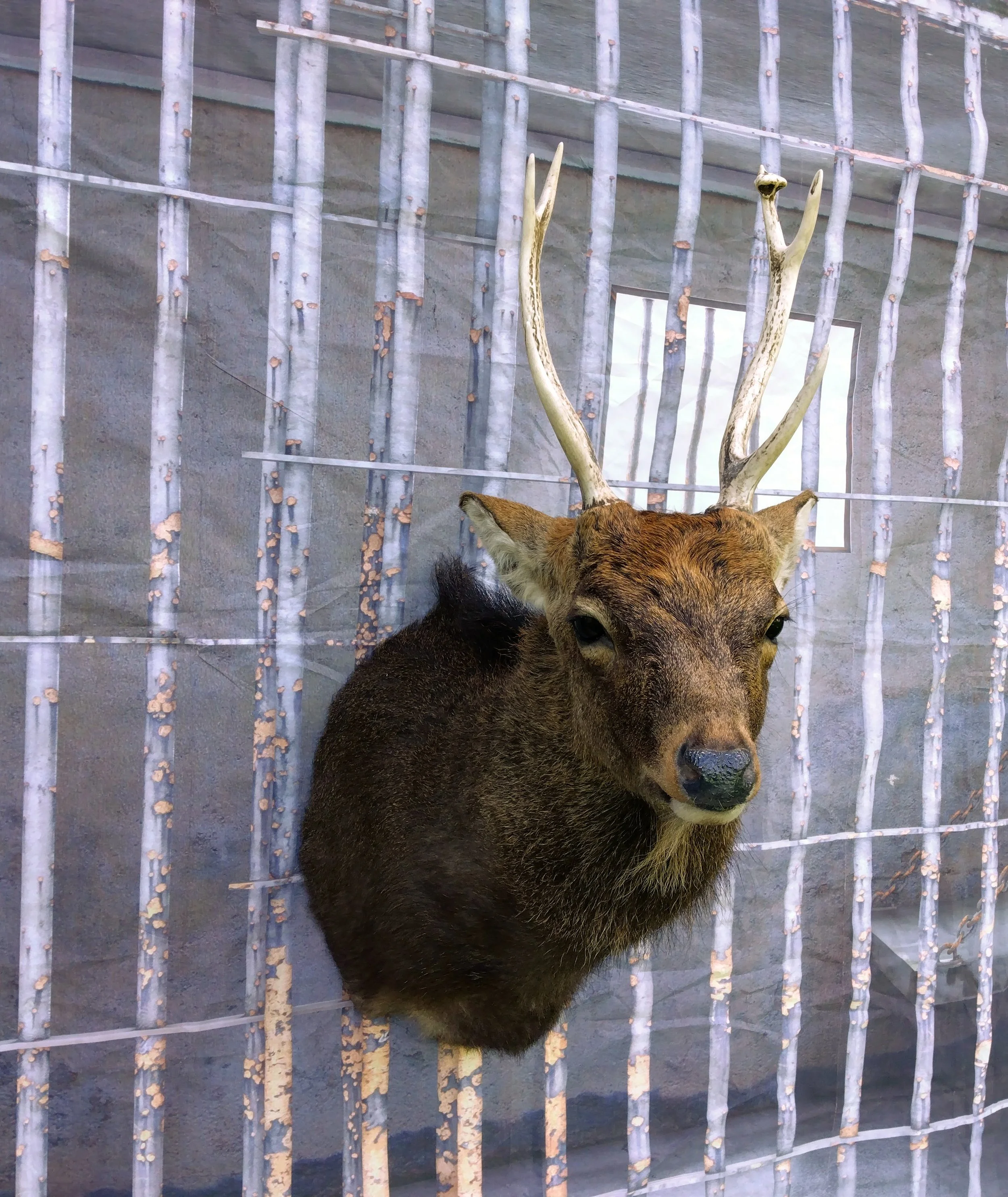 Sika — Jailbreak Taxidermy