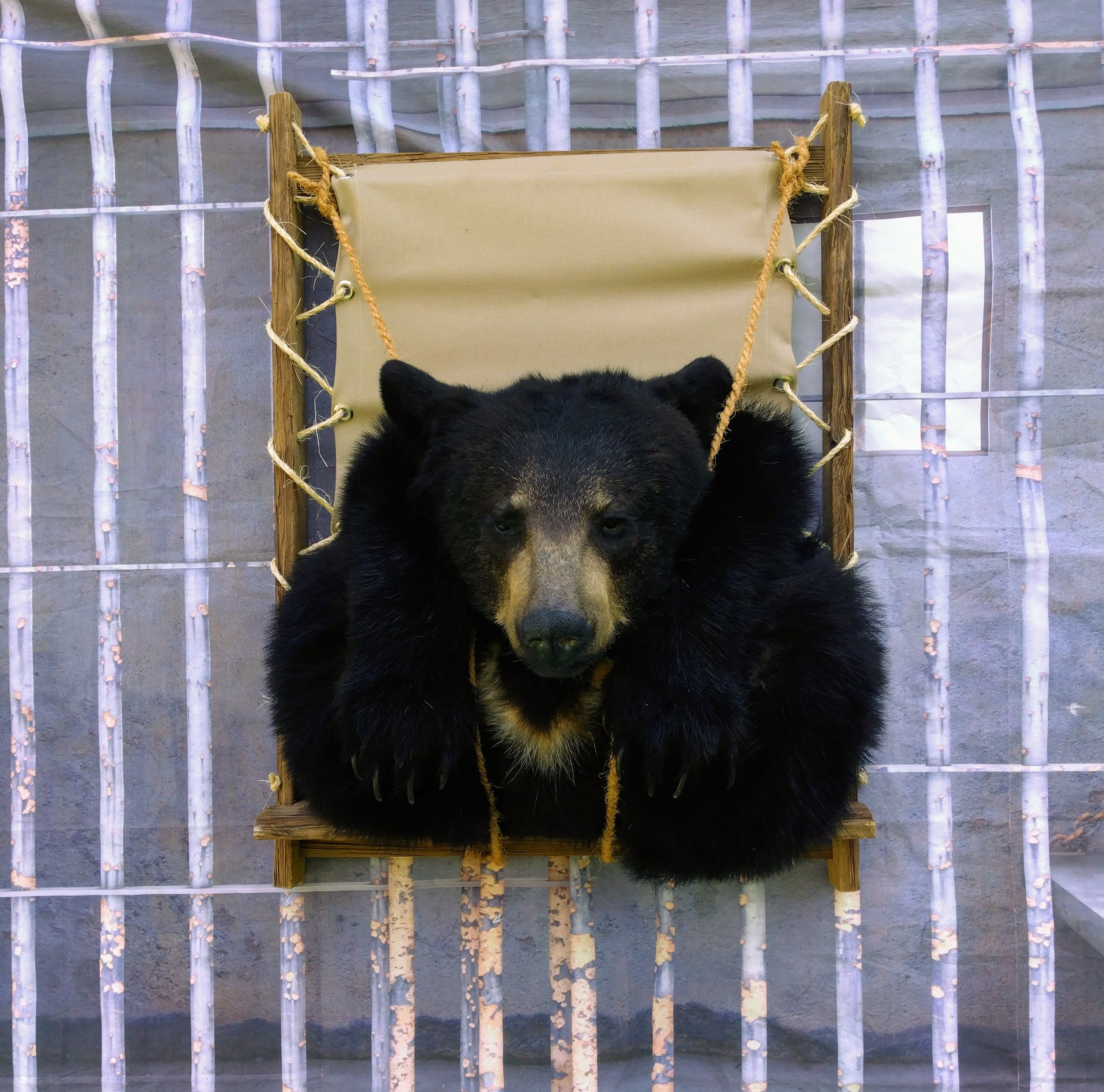 Bears — Jailbreak Taxidermy