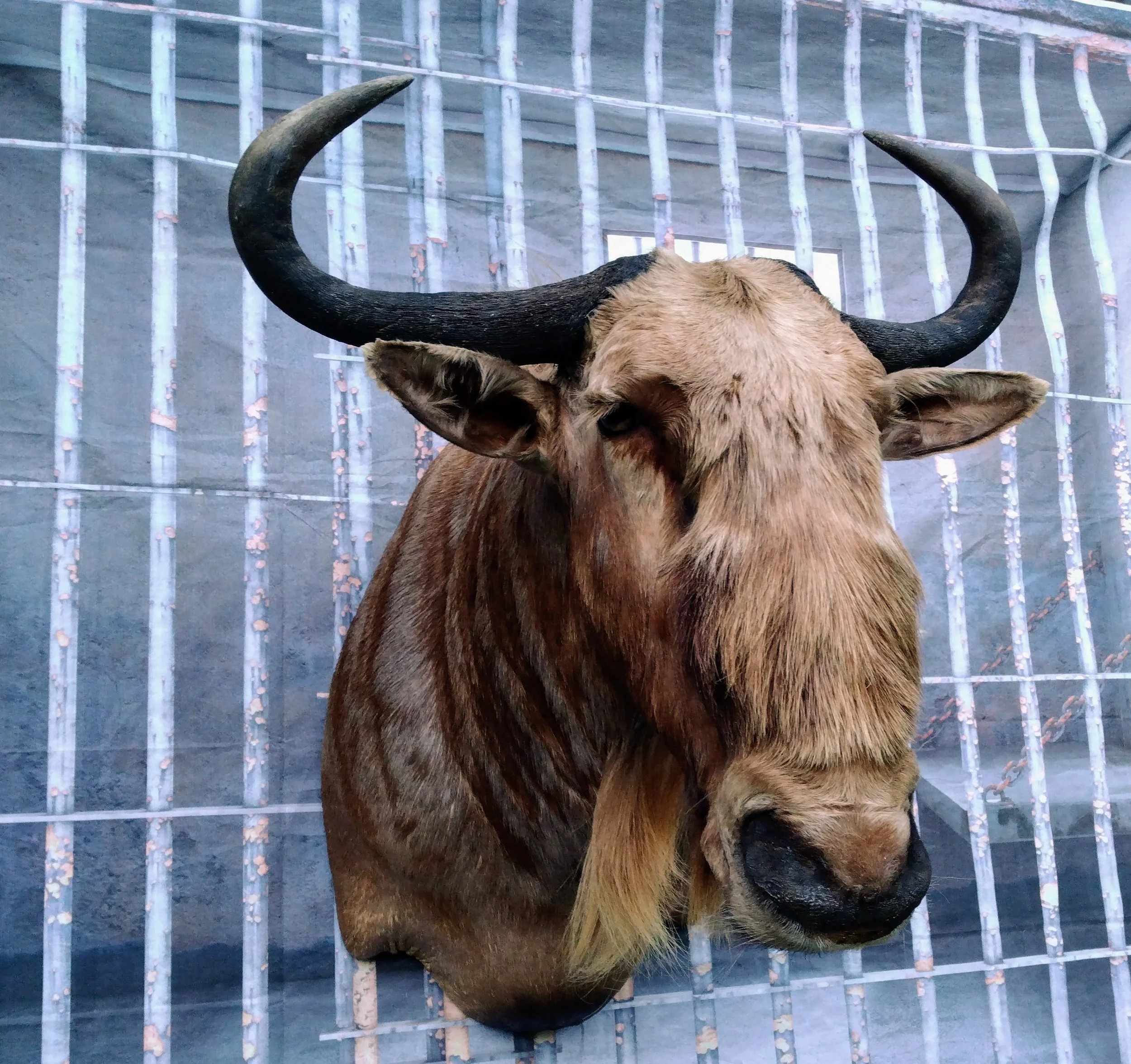 African/exotic — Jailbreak Taxidermy
