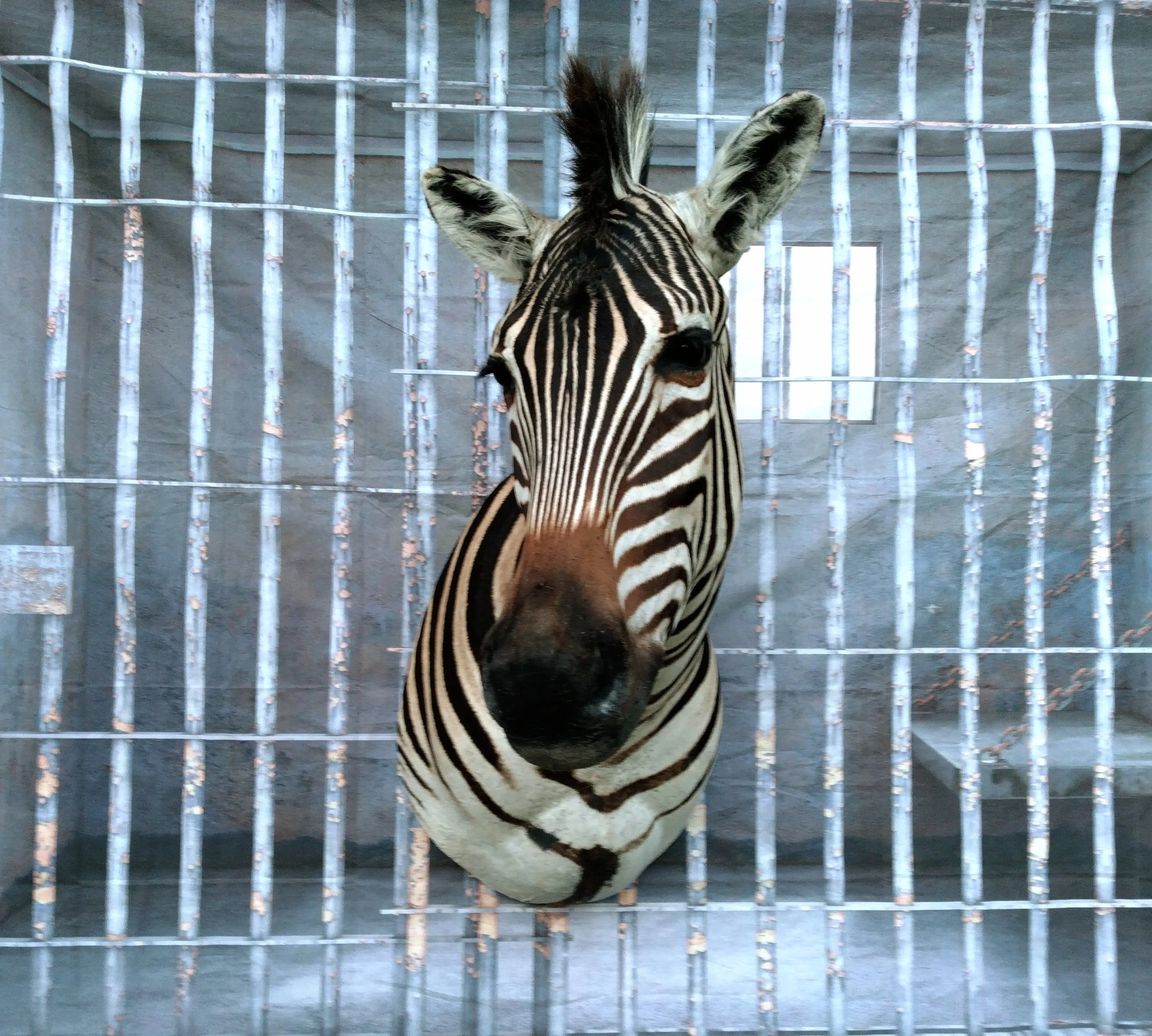 African/exotic — Jailbreak Taxidermy