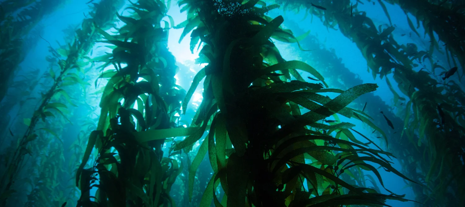 Ecklonia maxima — PLANT NUCO