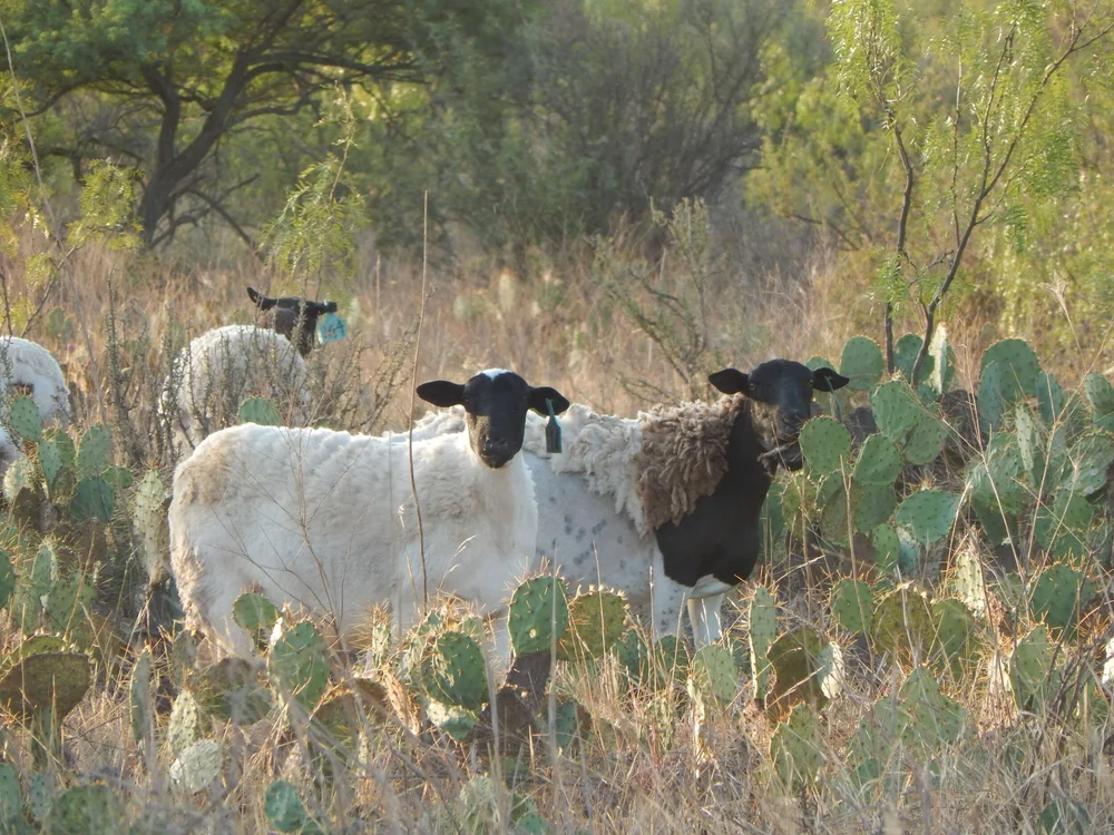 Texas Society for Range Management